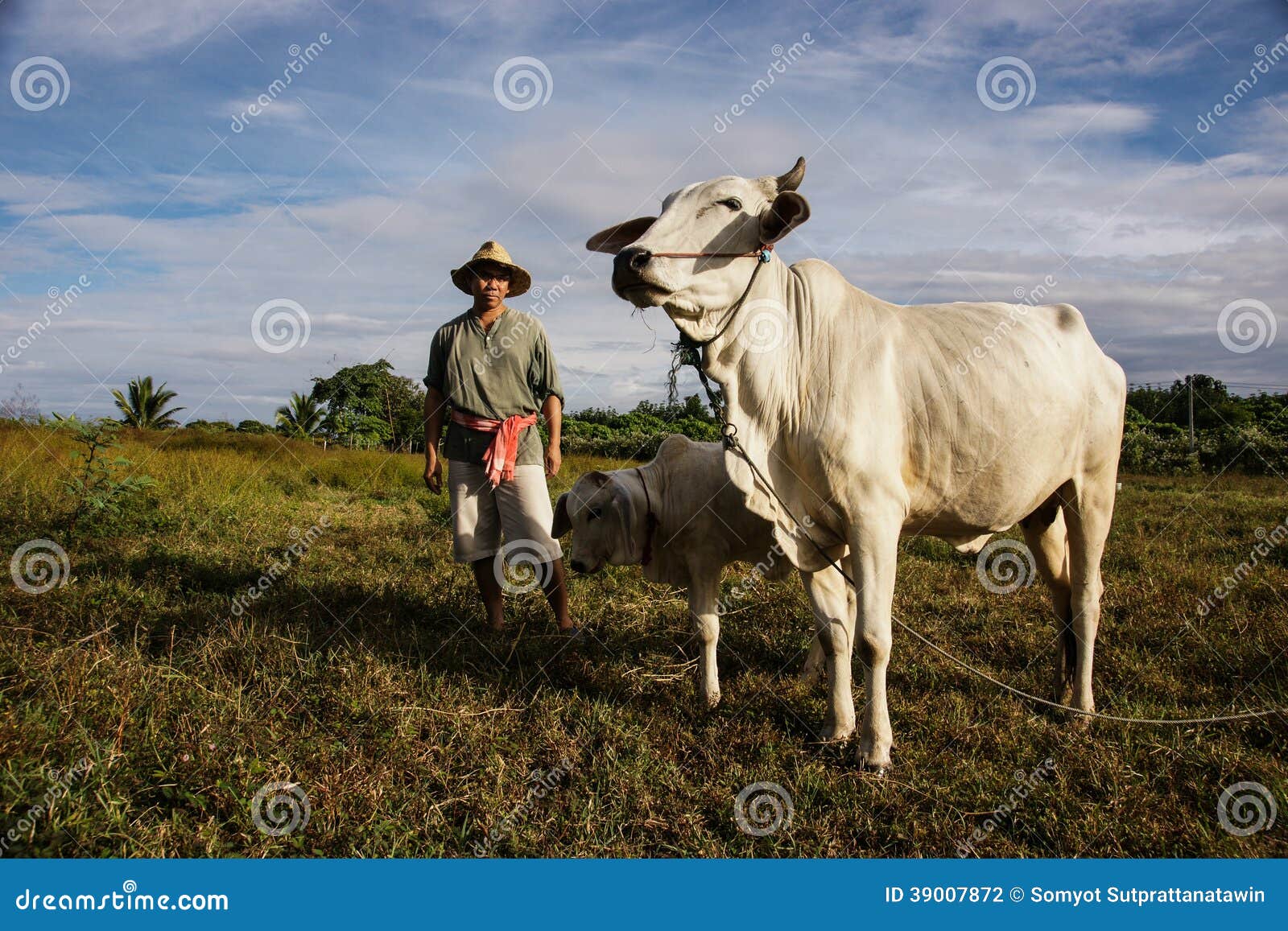 Farmer take care cows stock photo. Image of calf, cattle - 39007872