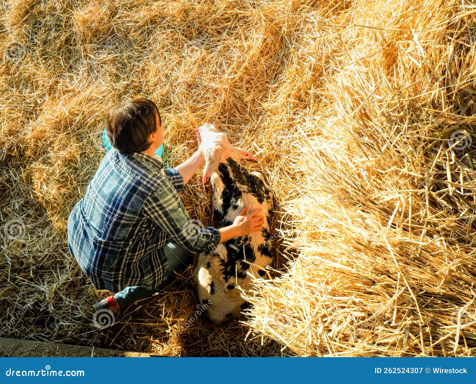 Farmer Taking Care of a Calf Lying on Hay Stock Image - Image of ...
