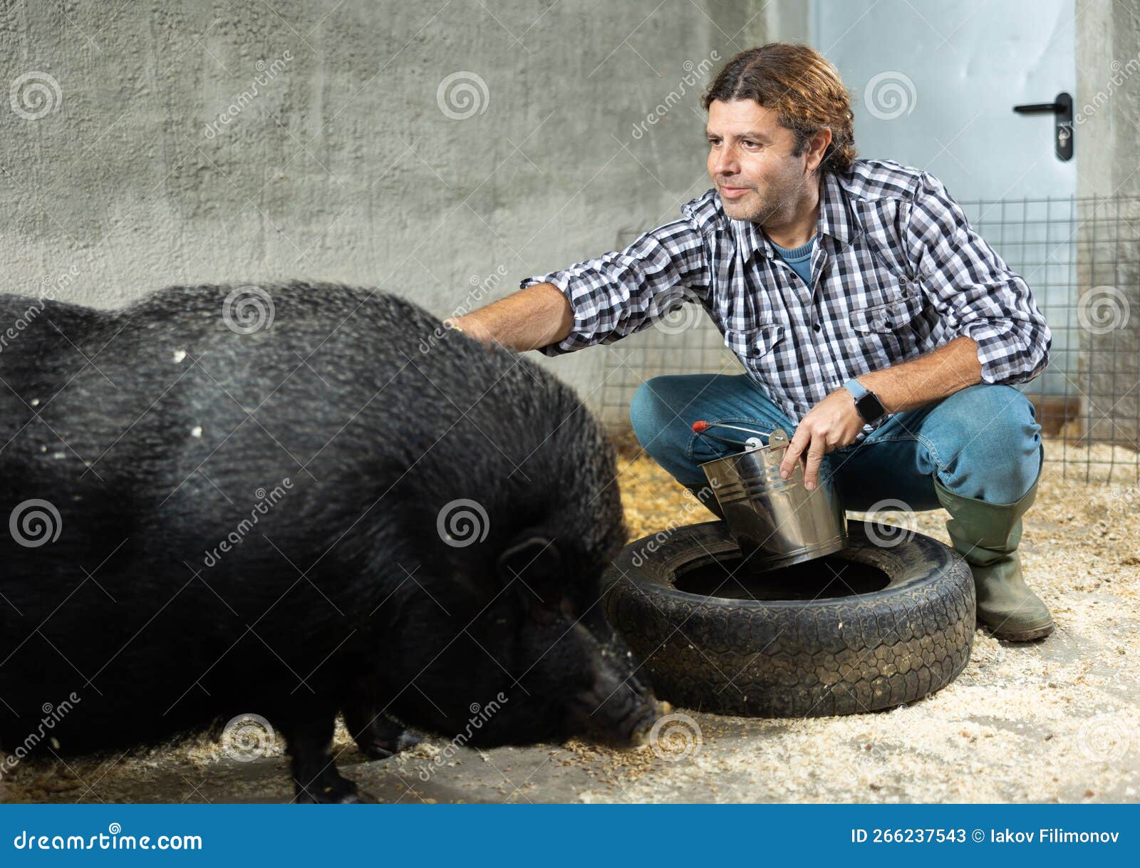 Farmer Taking Care of a Pig Stock Image - Image of fodder, agriculture ...
