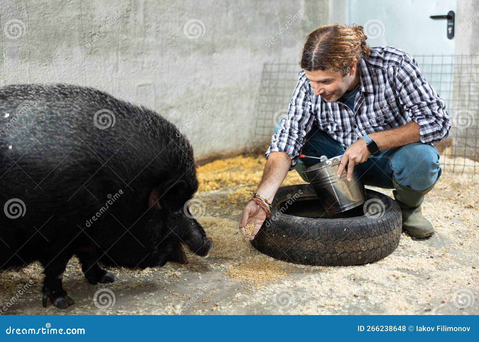 Farmer taking care of pig stock photo. Image of fodder - 266238648