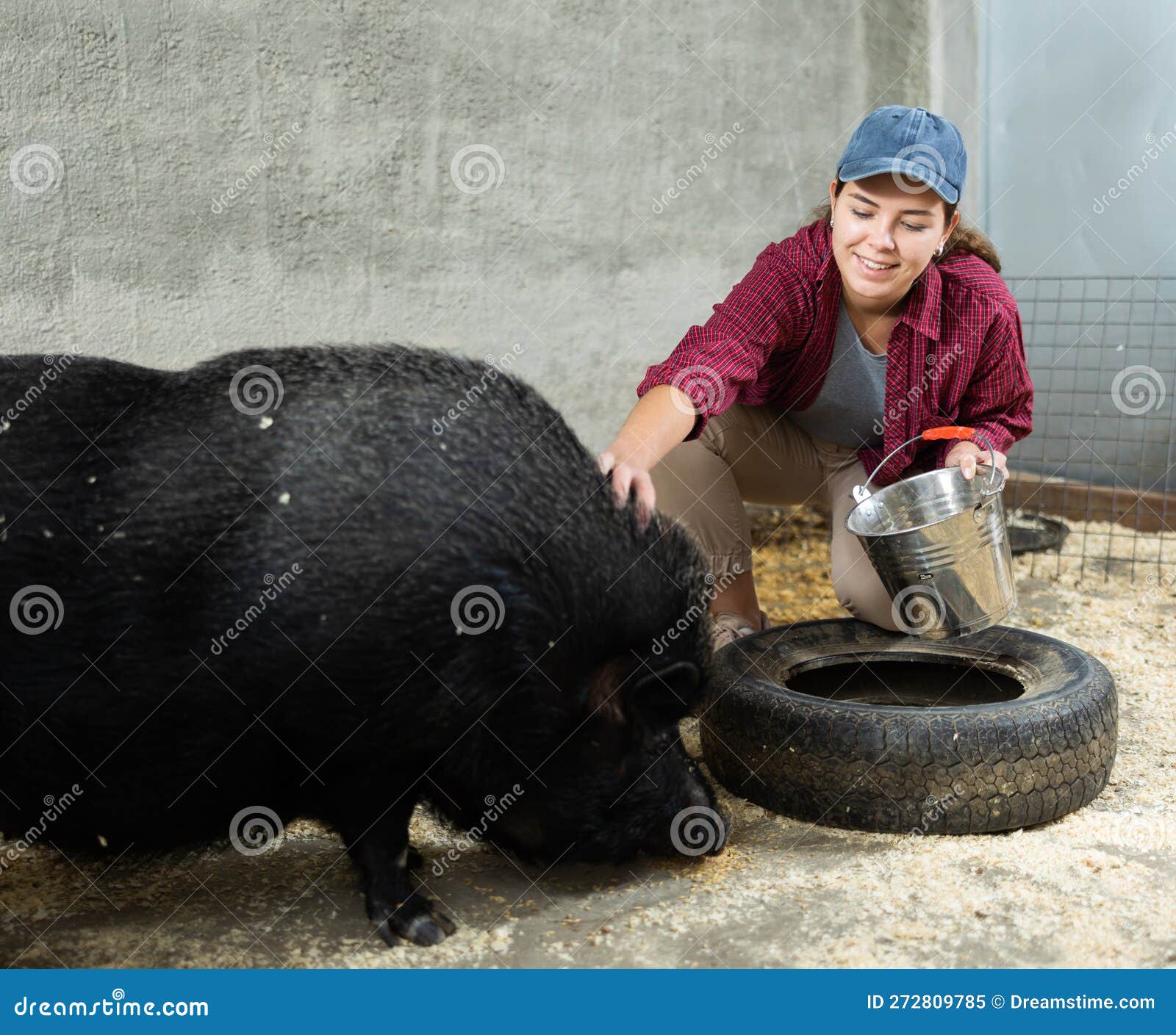 Farmer Taking Care of a Pig Stock Image - Image of acre, teenager ...
