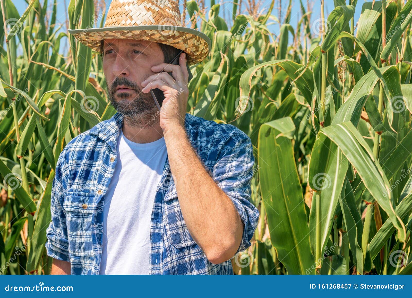 Farmer Talking on Mobile Phone in Corn Maize Field Stock Image - Image ...