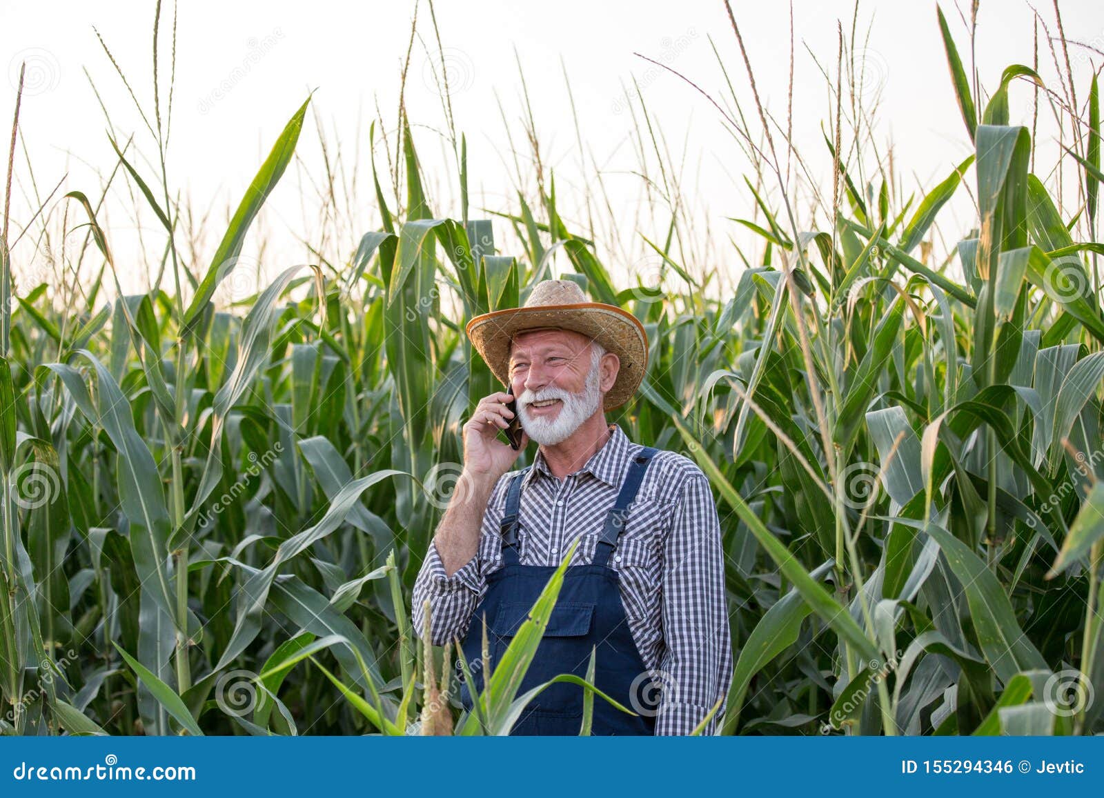 Farmer Talking on Phone in Corn Field Stock Photo - Image of maize ...