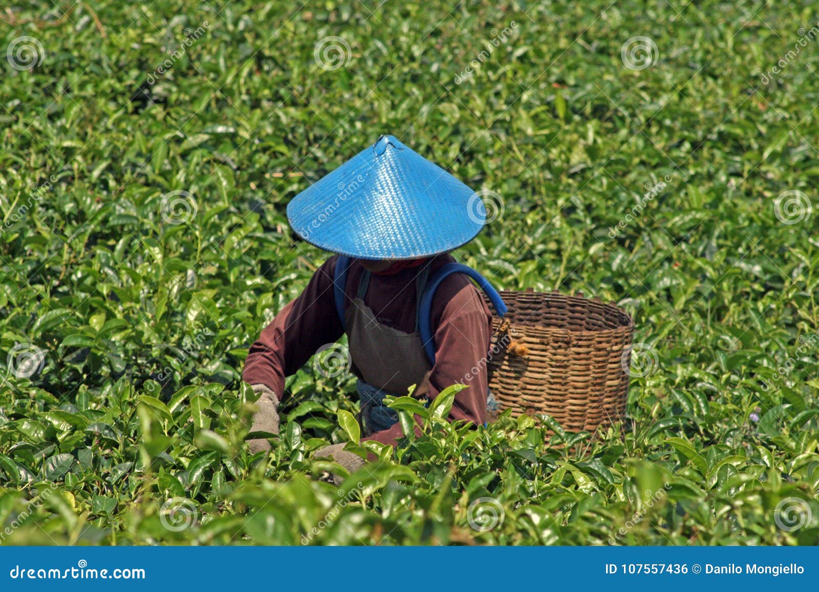 Javanese farmer editorial photo. Image of mountains - 107557436