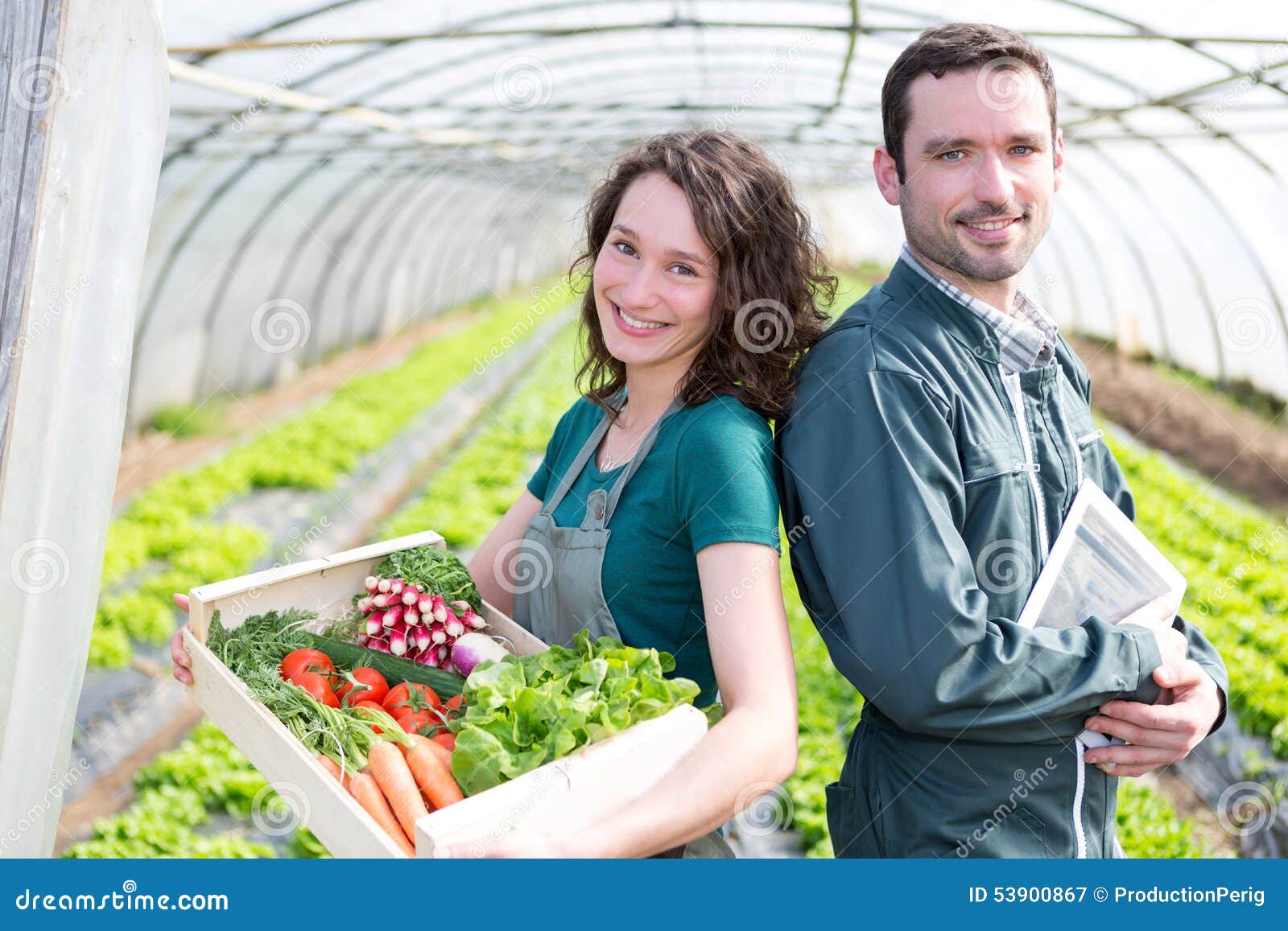 Farmer Team at Work in a Greenhouse Stock Image - Image of collect ...