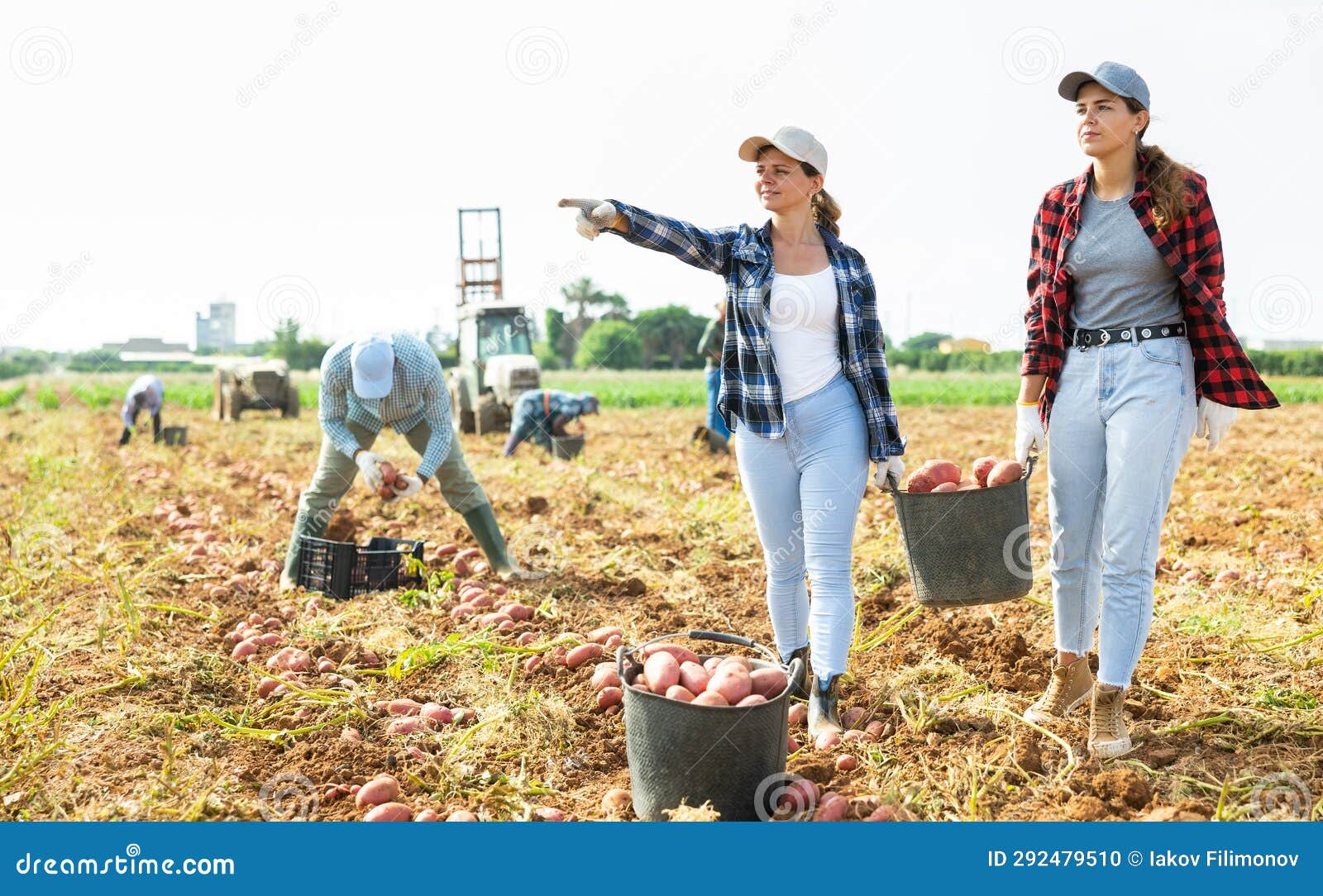 Farmer Team Working on Farmer Plantation, Picking Potatoes Stock Photo ...