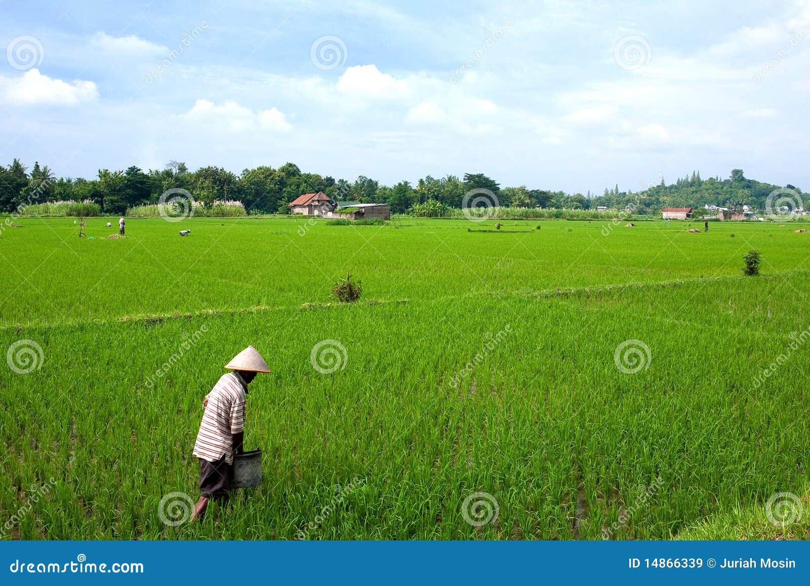 Farmer Tending His Paddy Field, Indonesia Editorial Stock Image - Image ...
