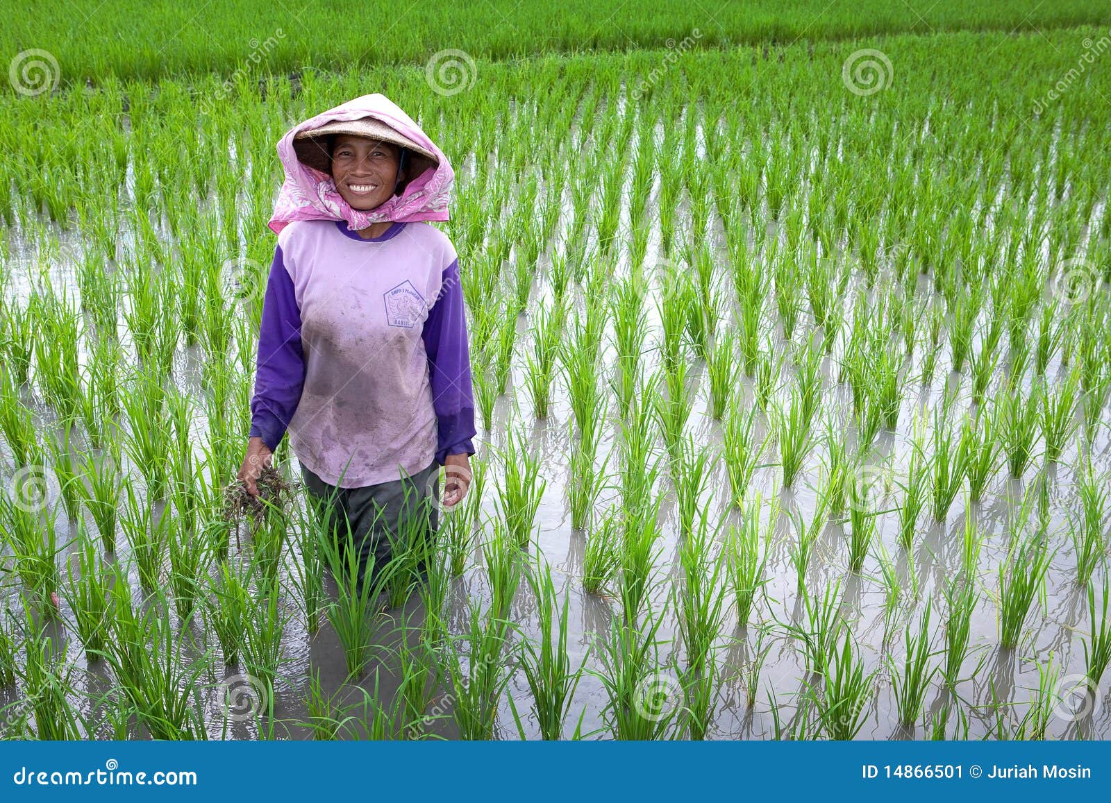 Farmer Tending a Paddy Field, Indonesia Editorial Photo - Image of ...