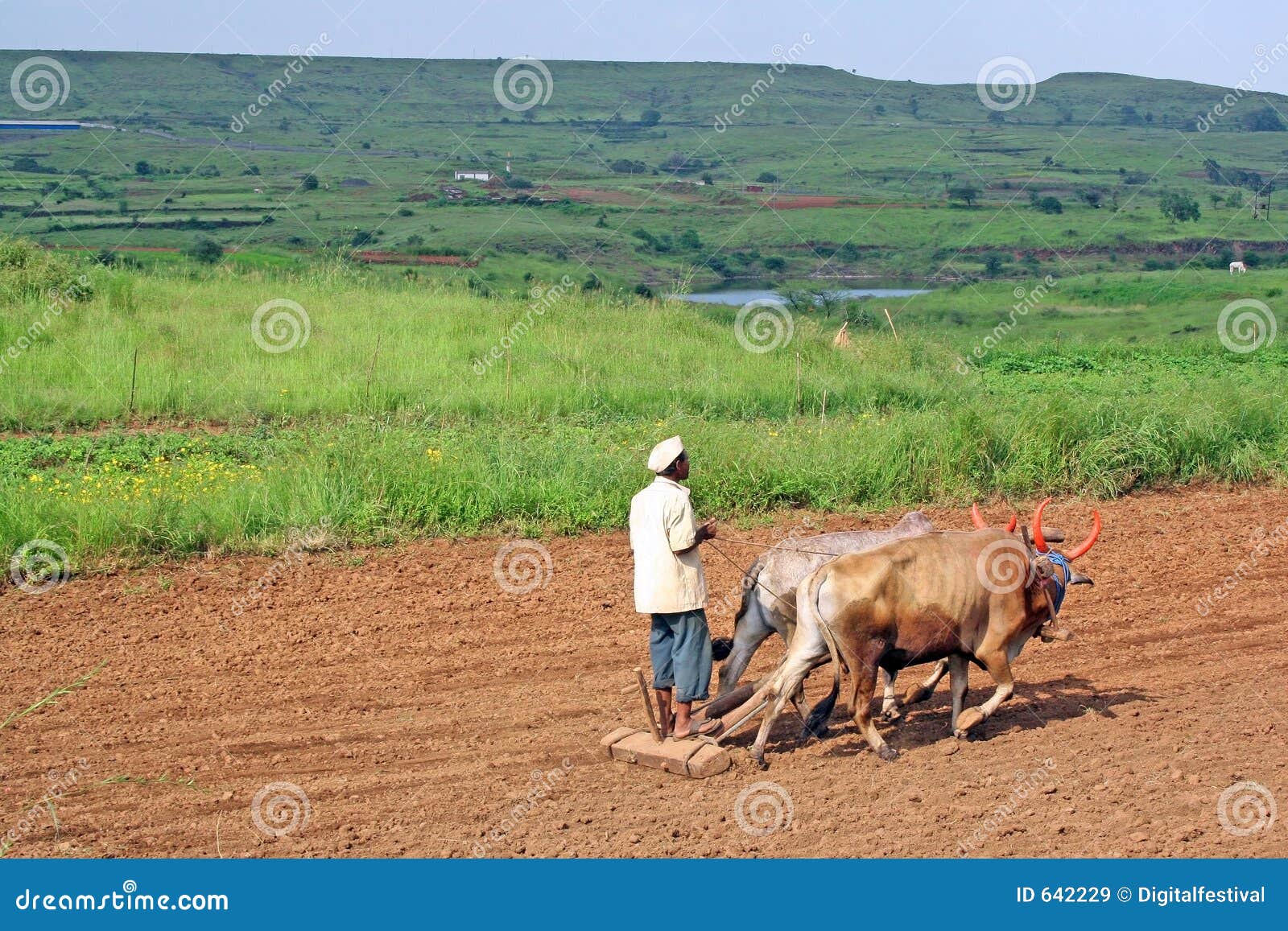 Farmer Tilling the Land with Animal Powered Plough Stock Image - Image ...