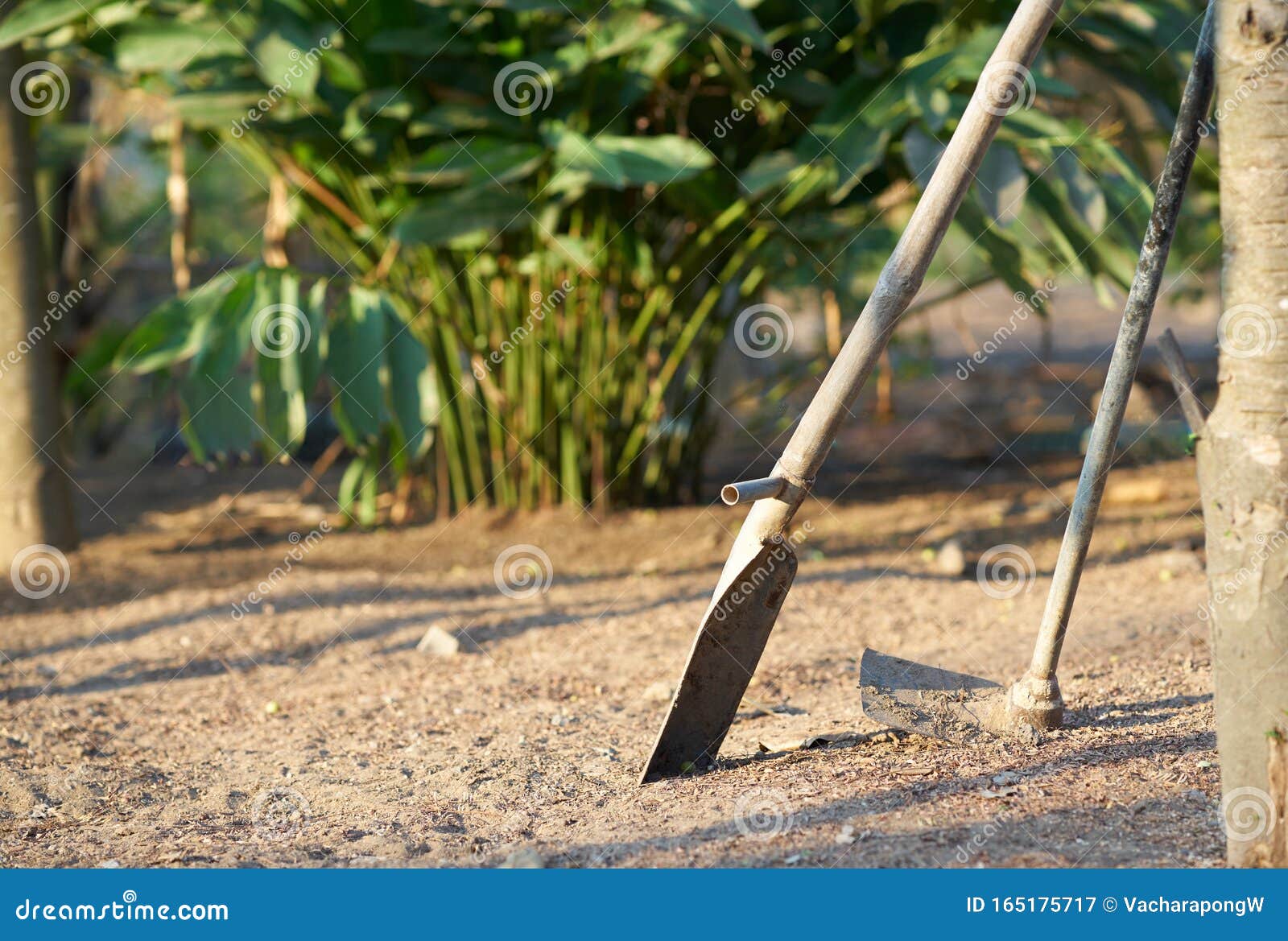 Farmer Tools for Agriculture in Garden Stock Image - Image of grass ...