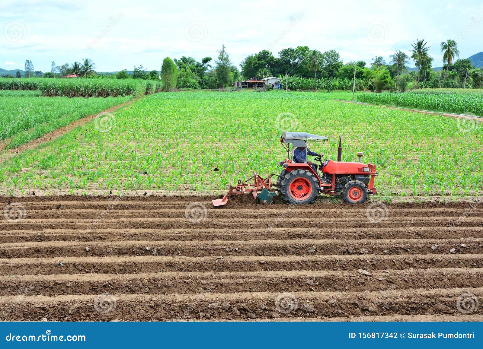Farmer in Tractor Plowing Land with Red Tractor for Agriculture Stock ...