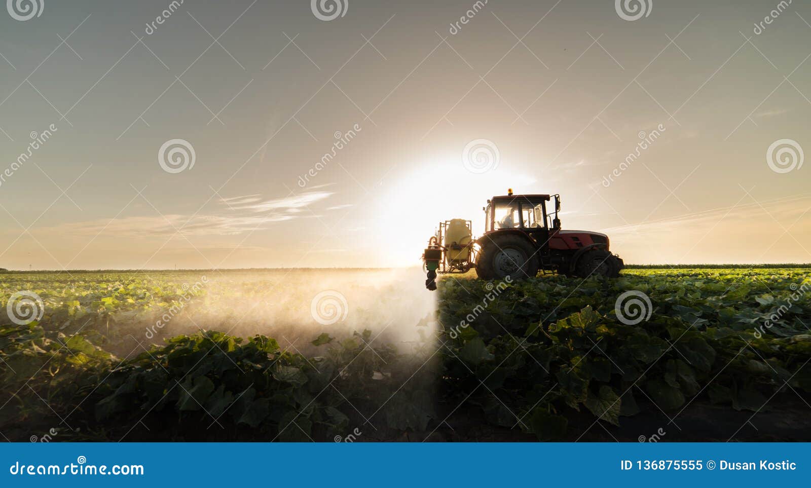 Farmer on a Tractor with a Sprayer Makes Fertilizer for Young Vegetable ...