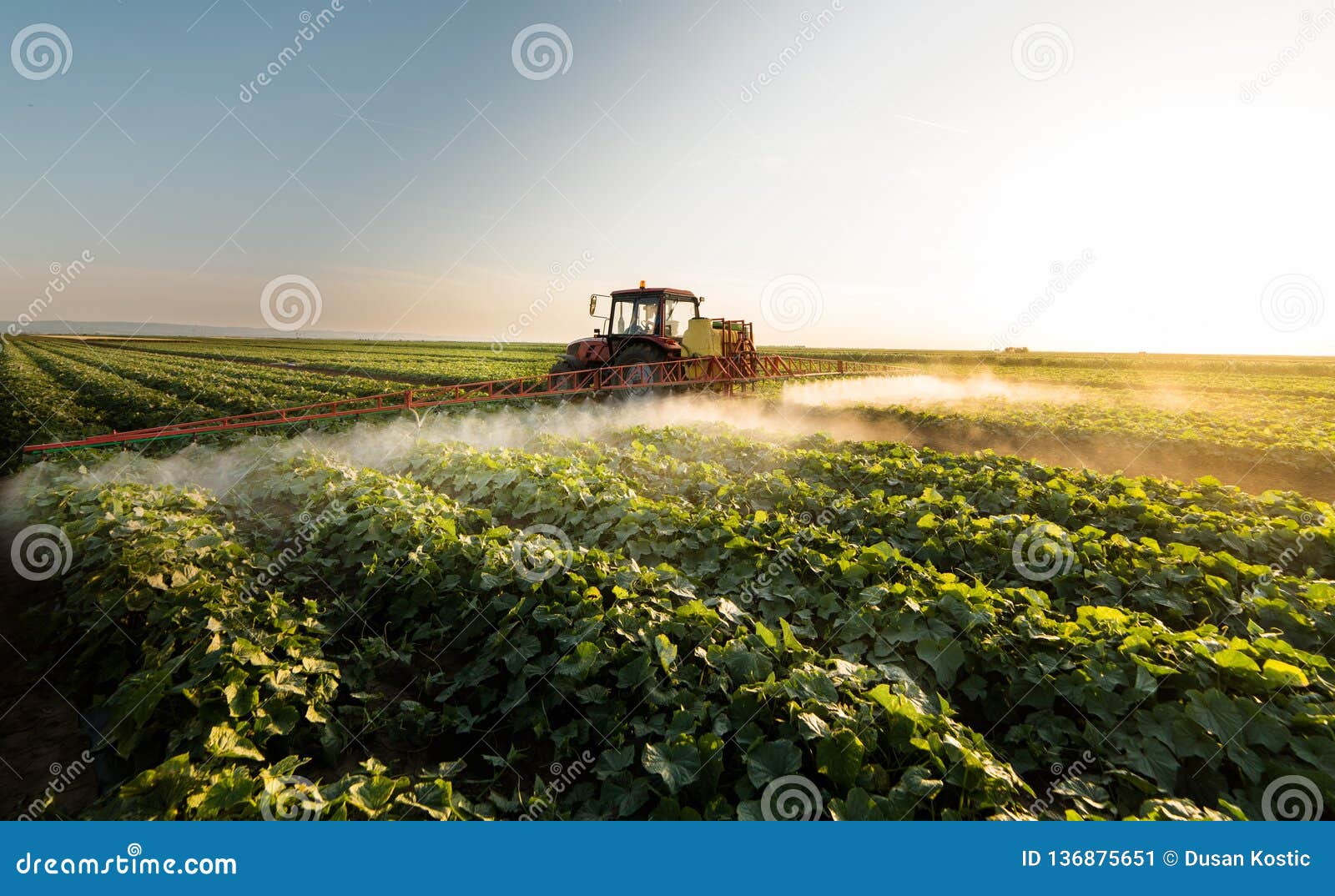A Farmer In An Air Sprayer Cannon Sprays A Potato Plantation. Mist ...