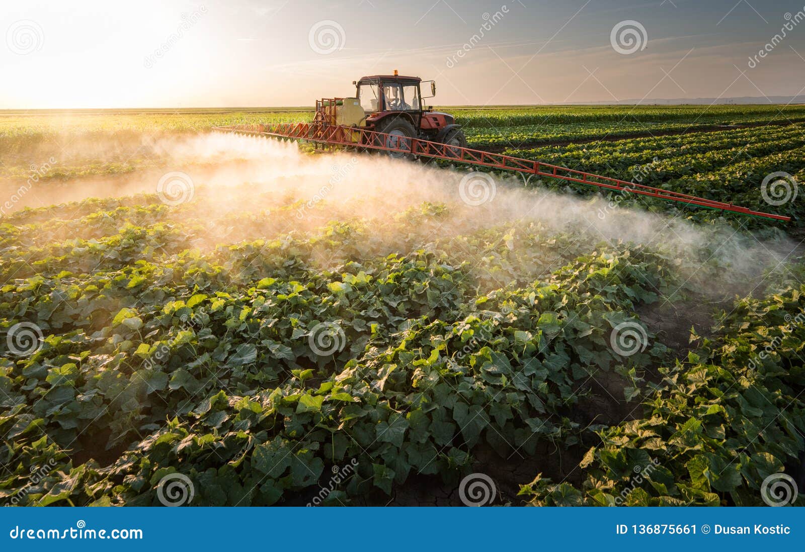 Farmer on a Tractor with a Sprayer Makes Fertilizer for Young Vegetable ...