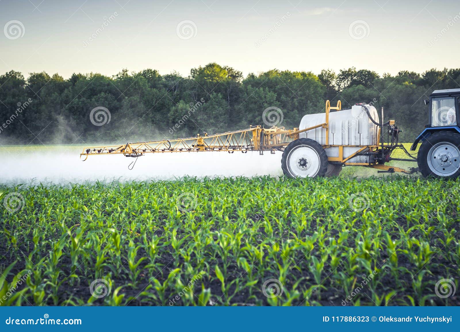 The Sprayer Travels Around The Corn Between Corn In The Evening And ...