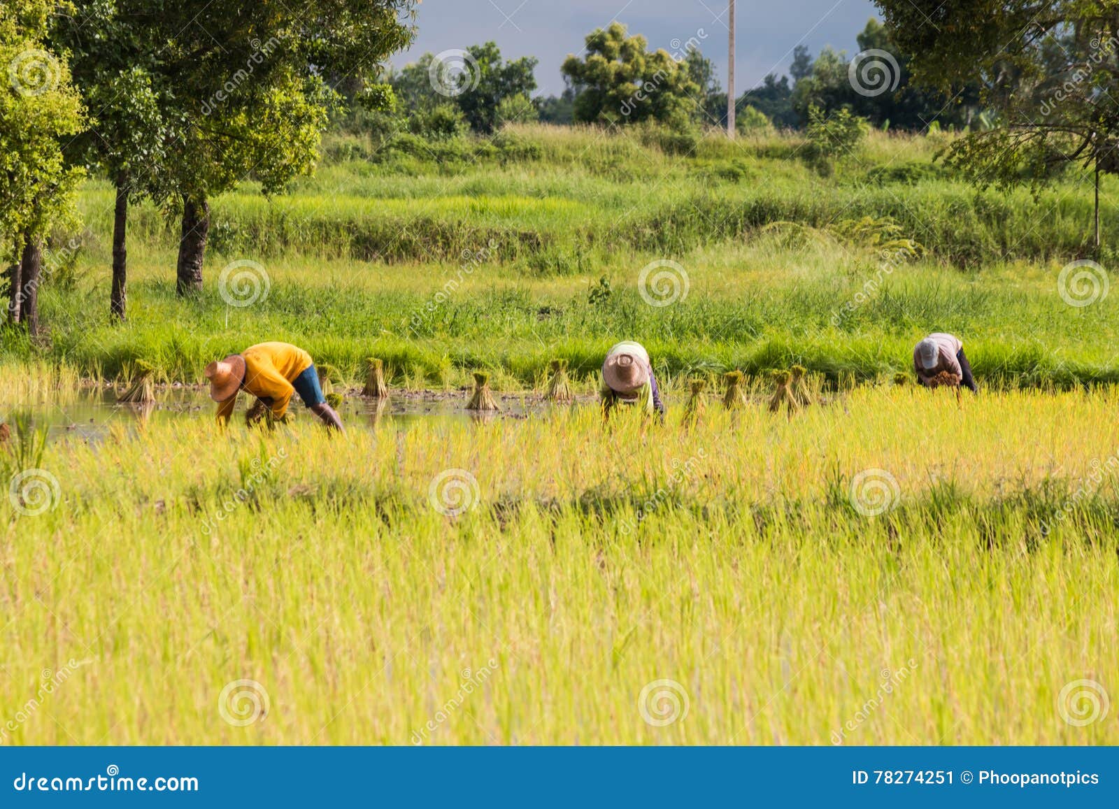 Farmer transplant editorial photo. Image of germinating - 78274251