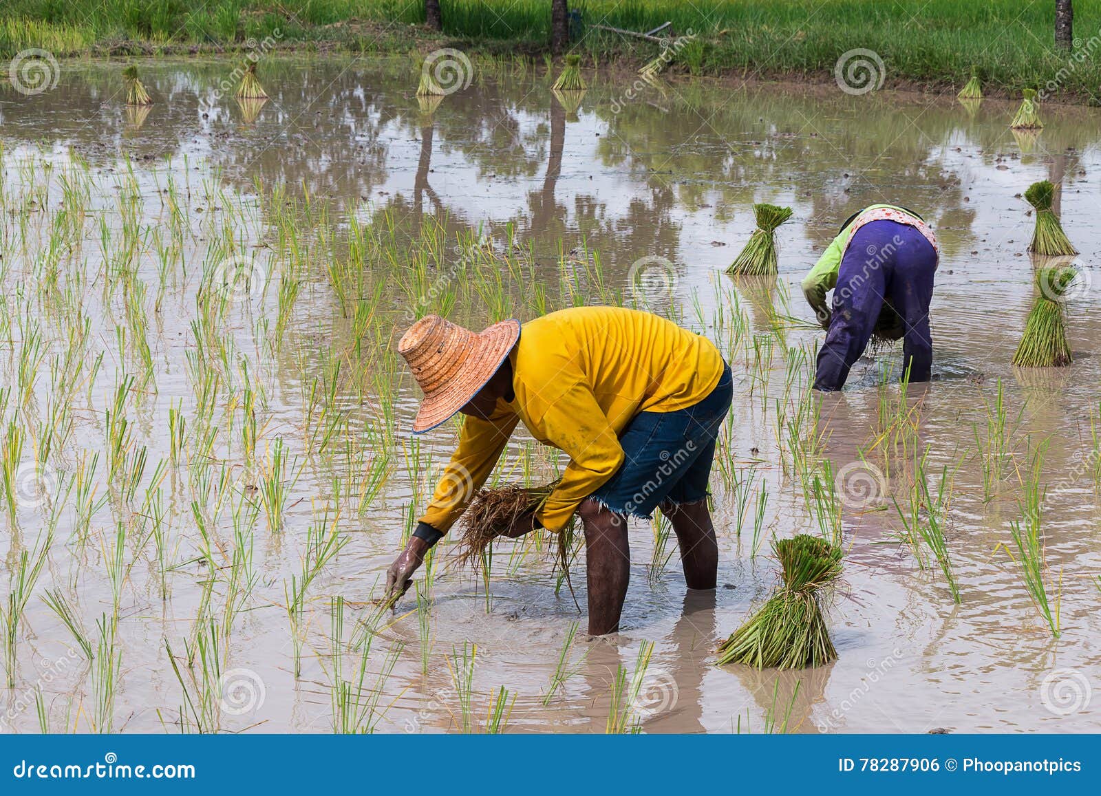 Farmer transplant editorial photo. Image of ridge, grass - 78287906