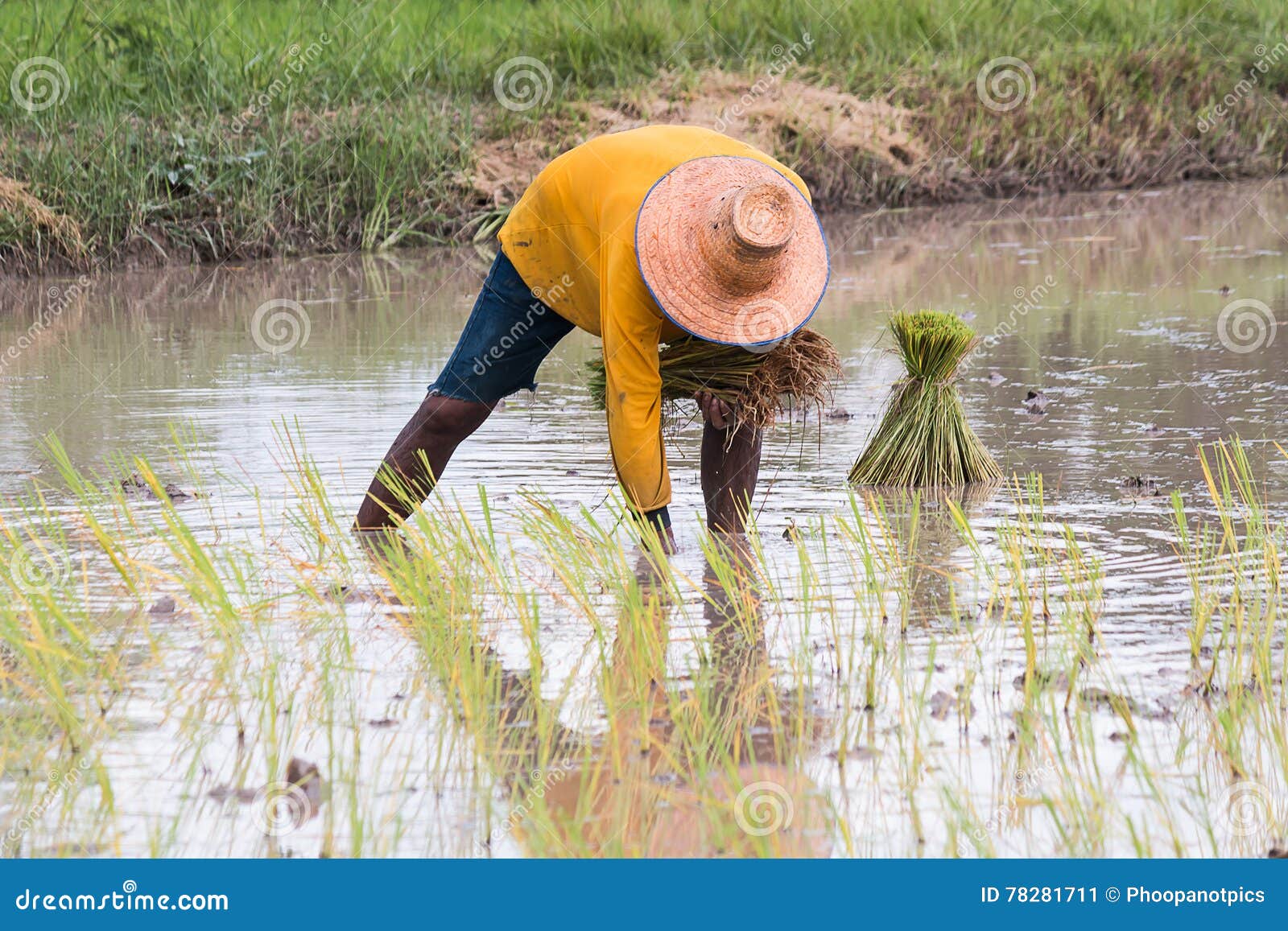 Farmer Transplant in the Paddy Field Editorial Photo - Image of grass ...