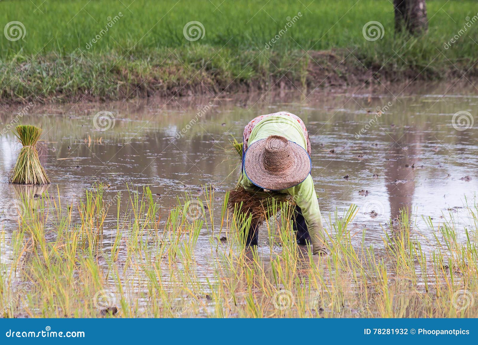 Farmer Transplant in the Paddy Field Editorial Photography - Image of ...