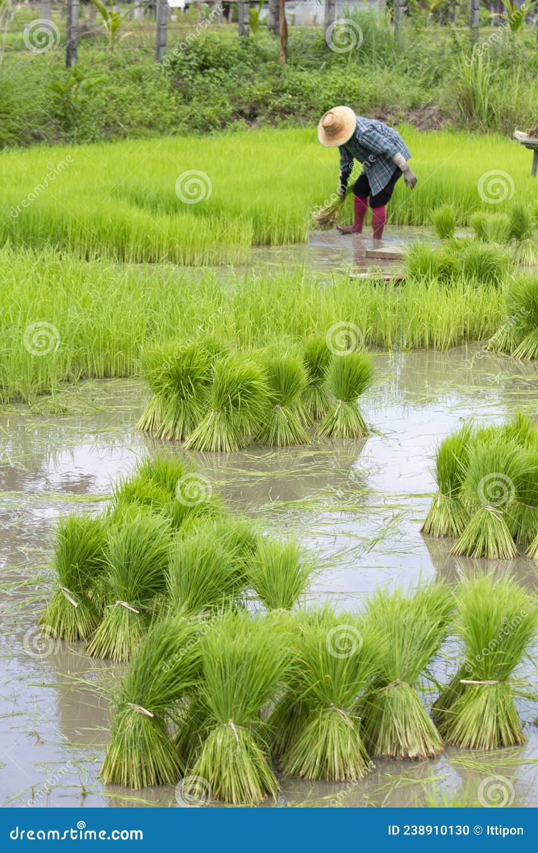 Farmer Transplant Rice Seedlings Stock Photo - Image of grain, nature ...