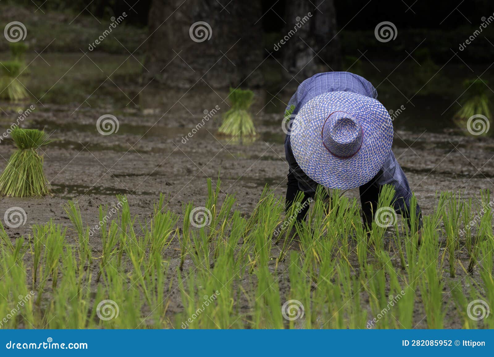 Farmer Transplant Rice Seedlings in Rice Field Stock Photo - Image of ...