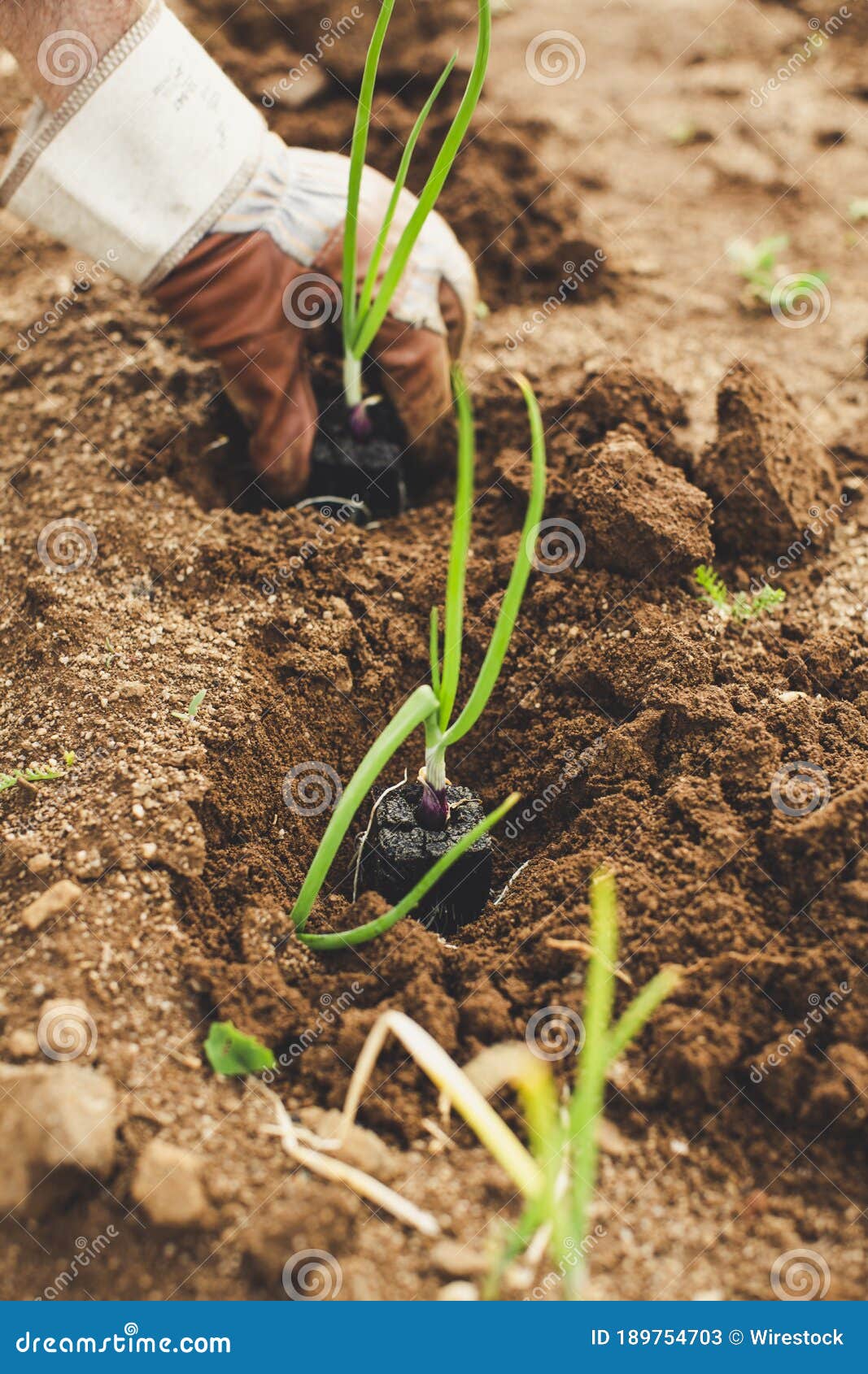 Farmer Transplanting Onion Seedlings In A Garden Patch Royalty-Free ...