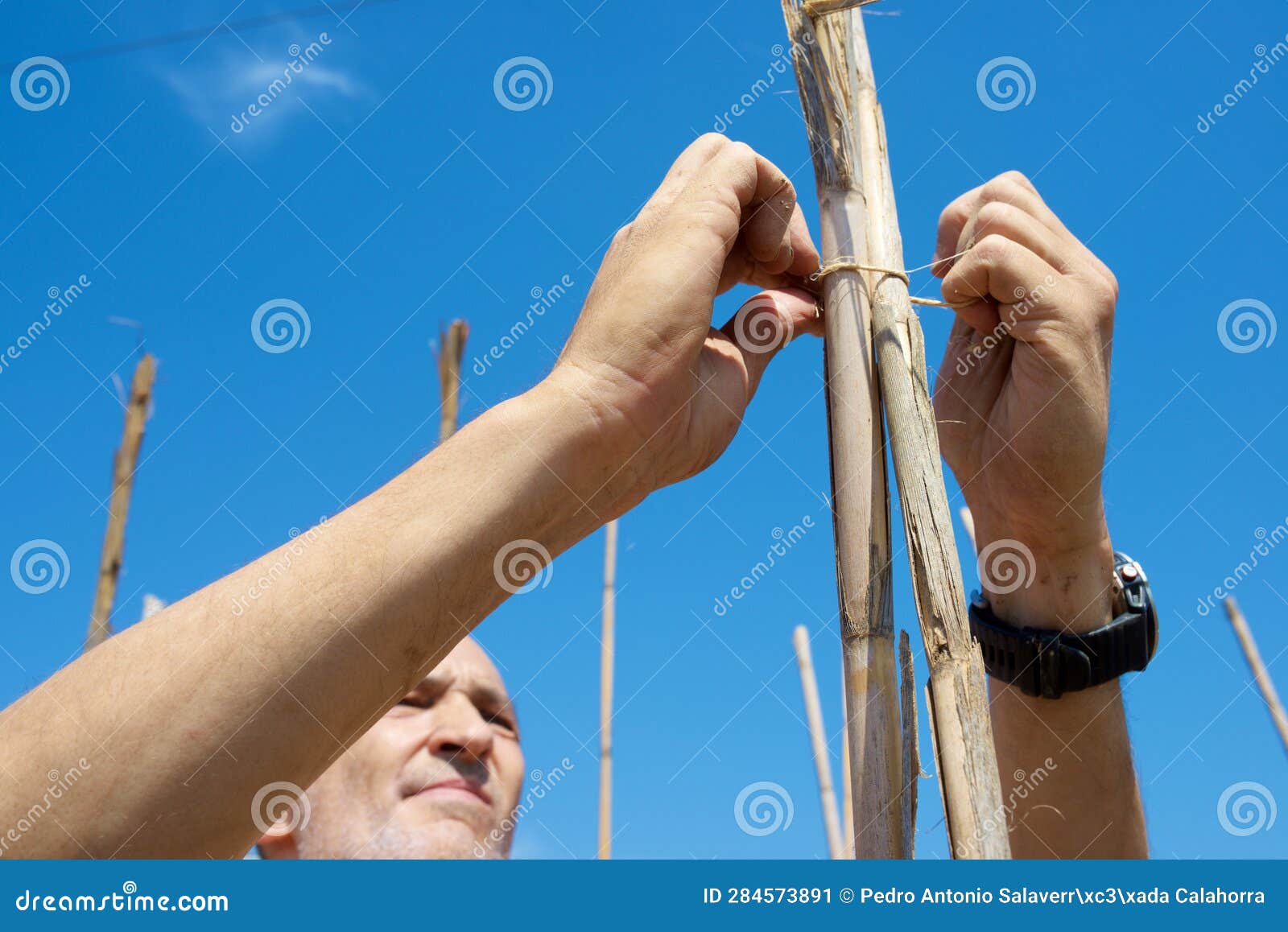 Farmer Tying Canes for Tomato Cultivation Stock Image - Image of grow ...