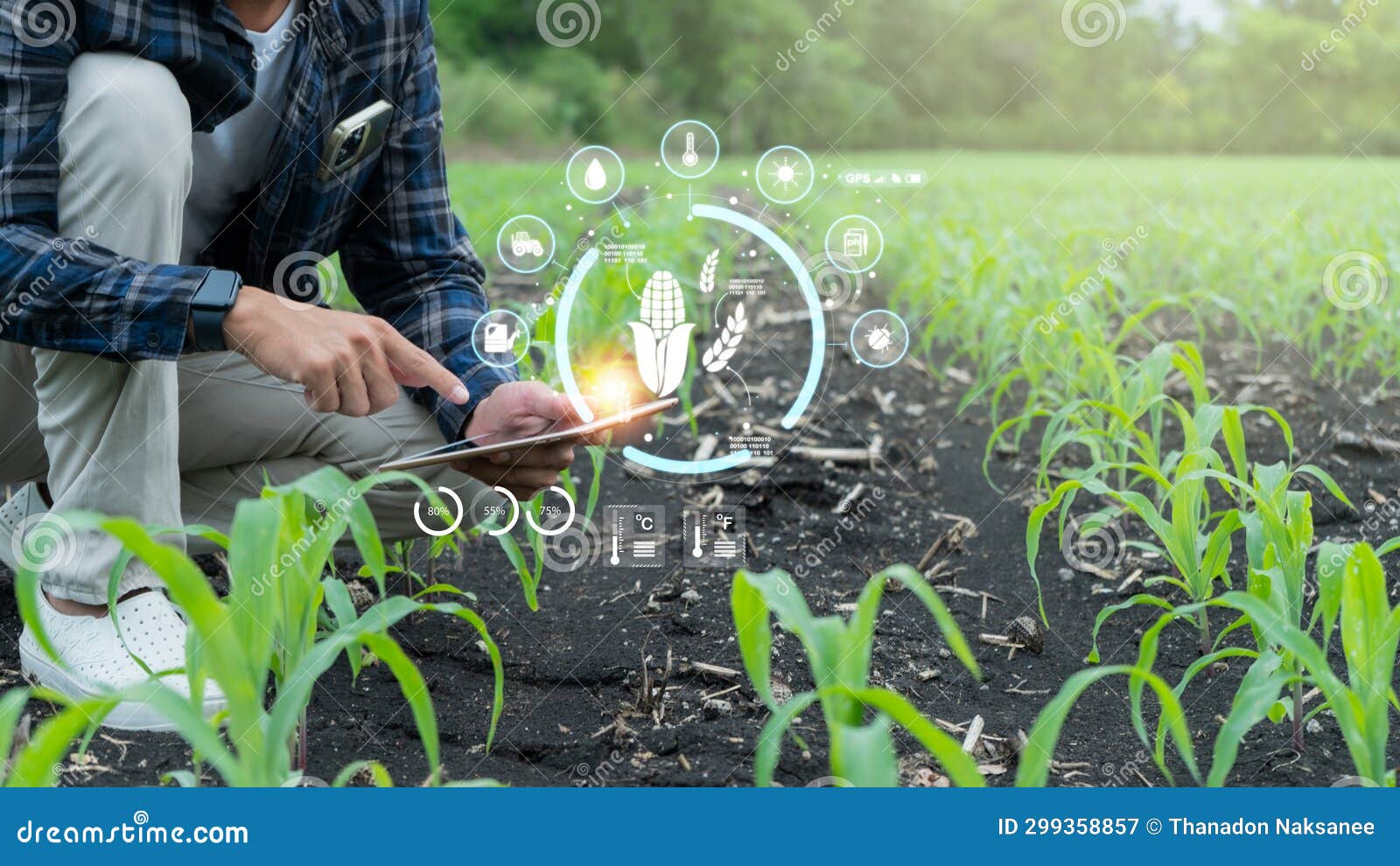 Farmer Uses Digital Tablet in Corn Field with Smart Farming Interface ...