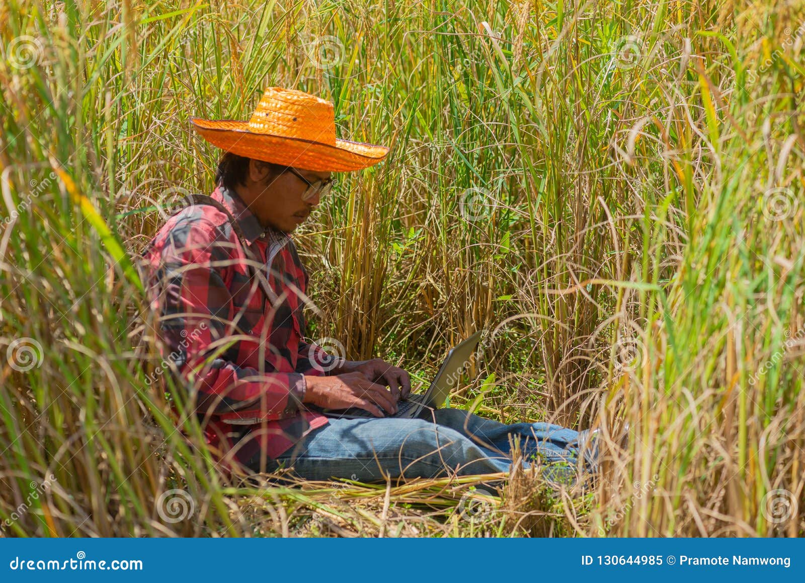 Farmer Using Computer Laptop Searching in the Rice Field. Stock Image ...