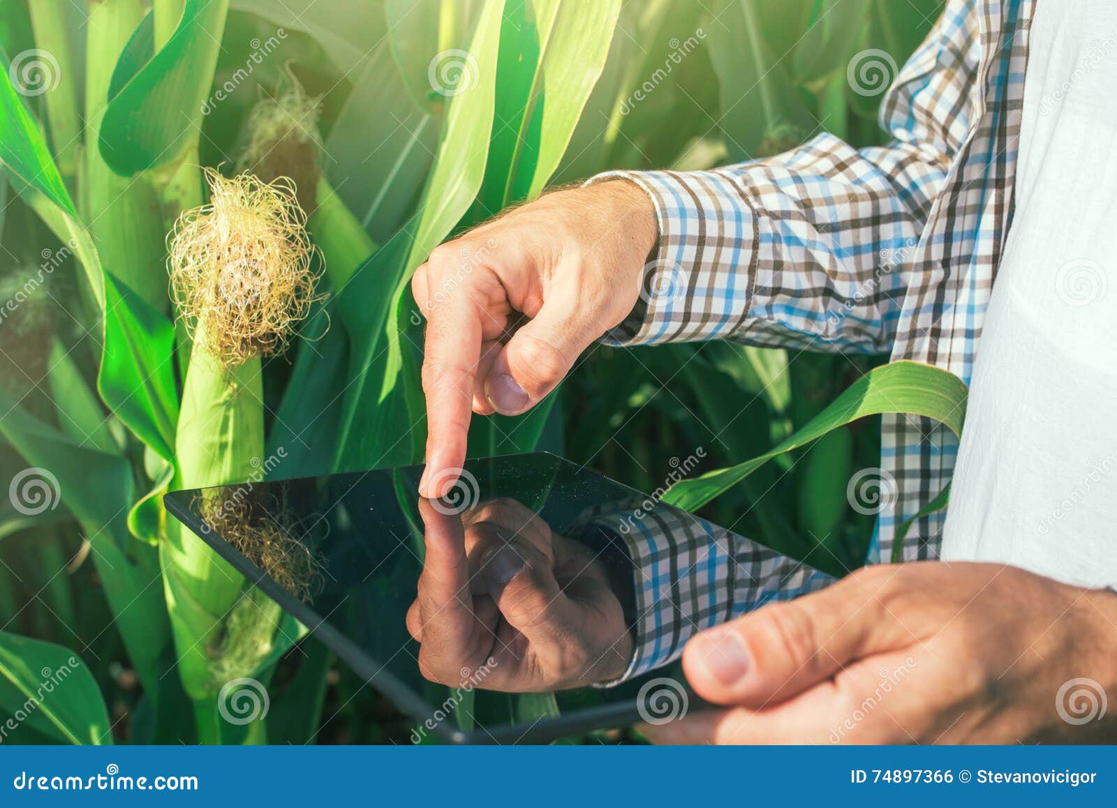 Farmer Using Digital Tablet Computer in Corn Field Stock Photo - Image ...