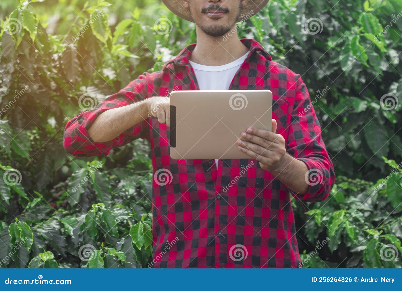 Farmer Using Digital Tablet Computer in Cultivated Coffee Field ...