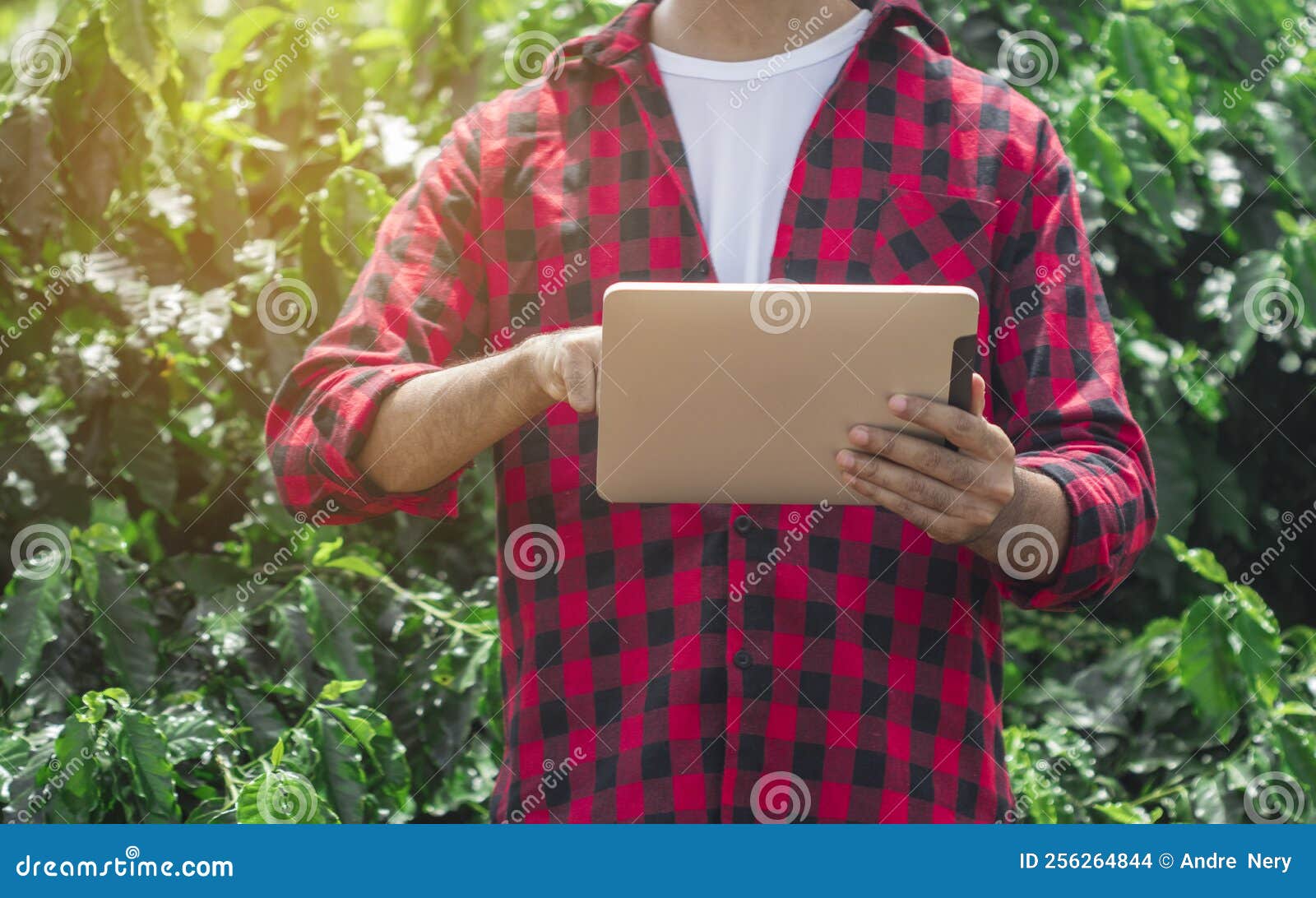 Farmer Using Digital Tablet Computer in Cultivated Coffee Field ...