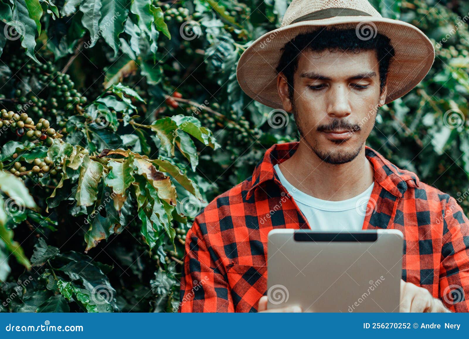 Farmer Using Digital Tablet Computer in Cultivated Coffee Field ...