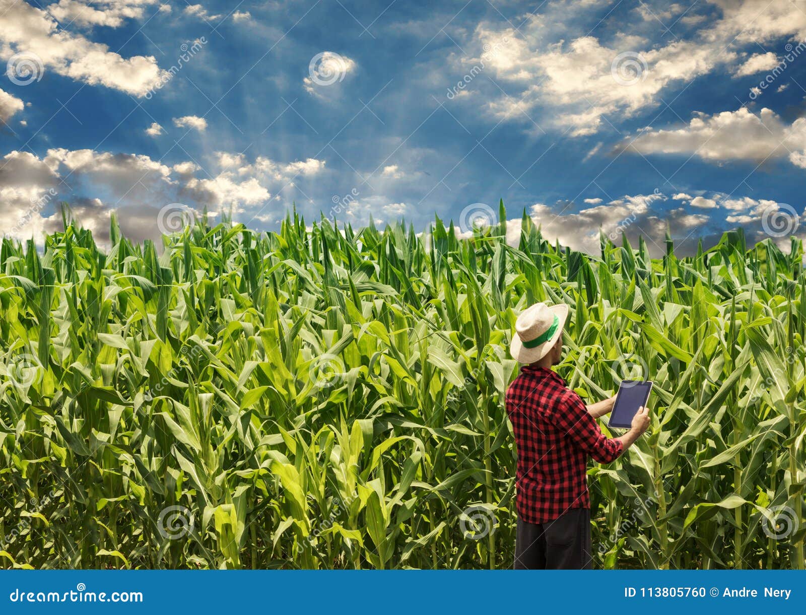 Farmer Using Digital Tablet Computer in Cultivated Corn Field Stock ...