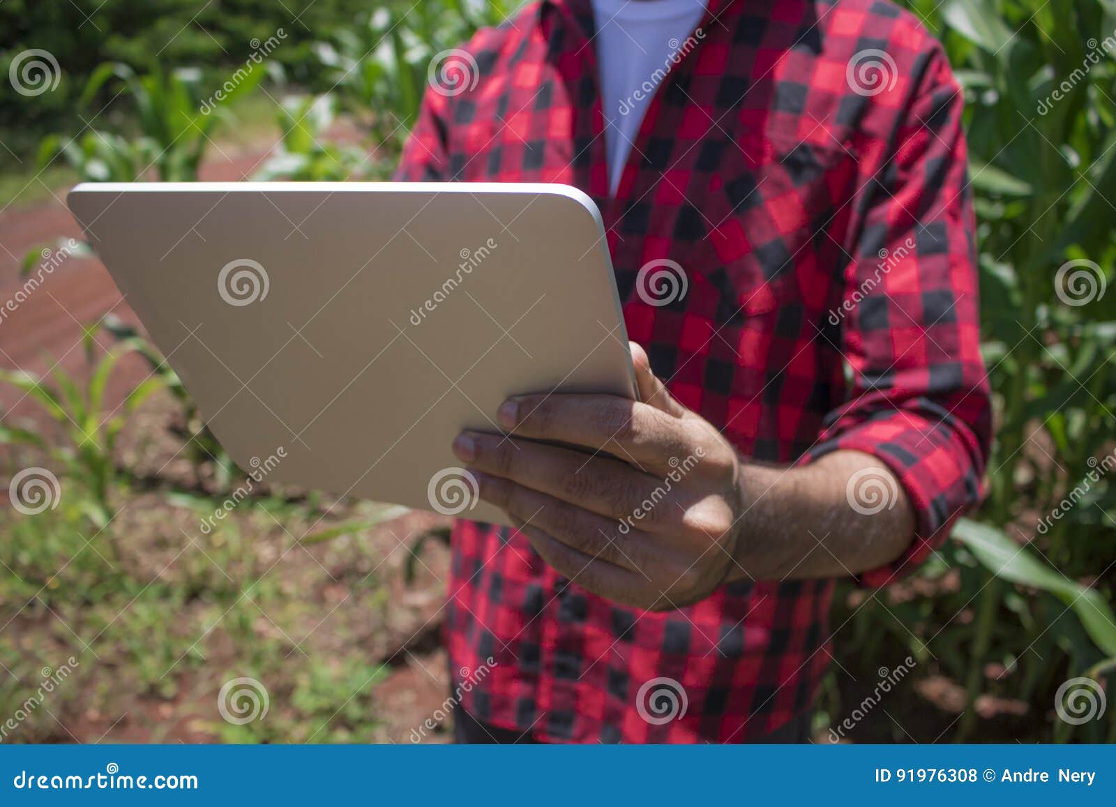 Farmer Using Digital Tablet Computer in Cultivated Corn Field ...