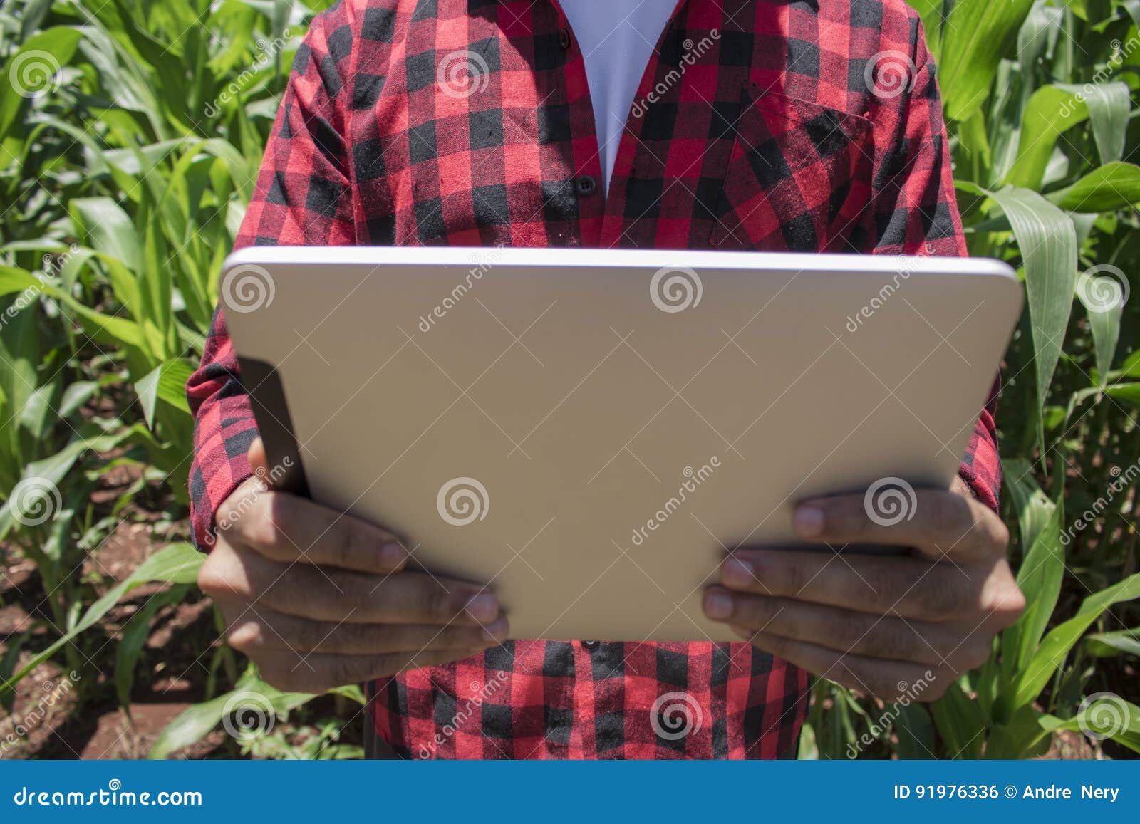 Farmer Using Digital Tablet Computer in Cultivated Corn Field ...
