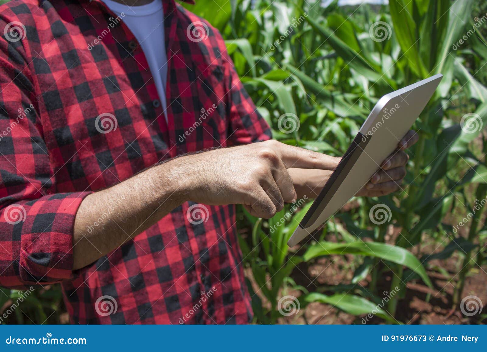 Farmer Using Digital Tablet Computer in Cultivated Corn Field ...