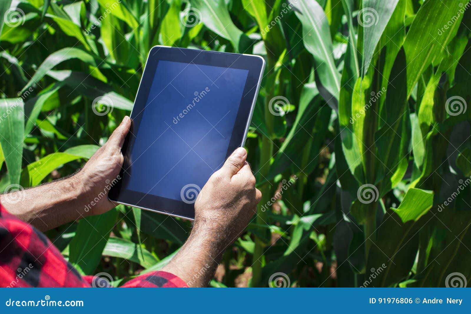 Farmer Using Digital Tablet Computer in Cultivated Corn Field ...
