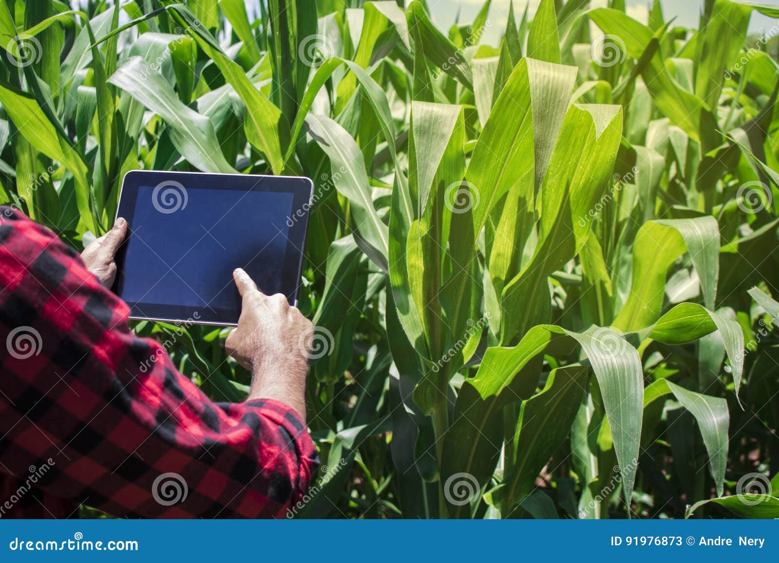 Farmer Using Digital Tablet Computer in Cultivated Corn Field ...