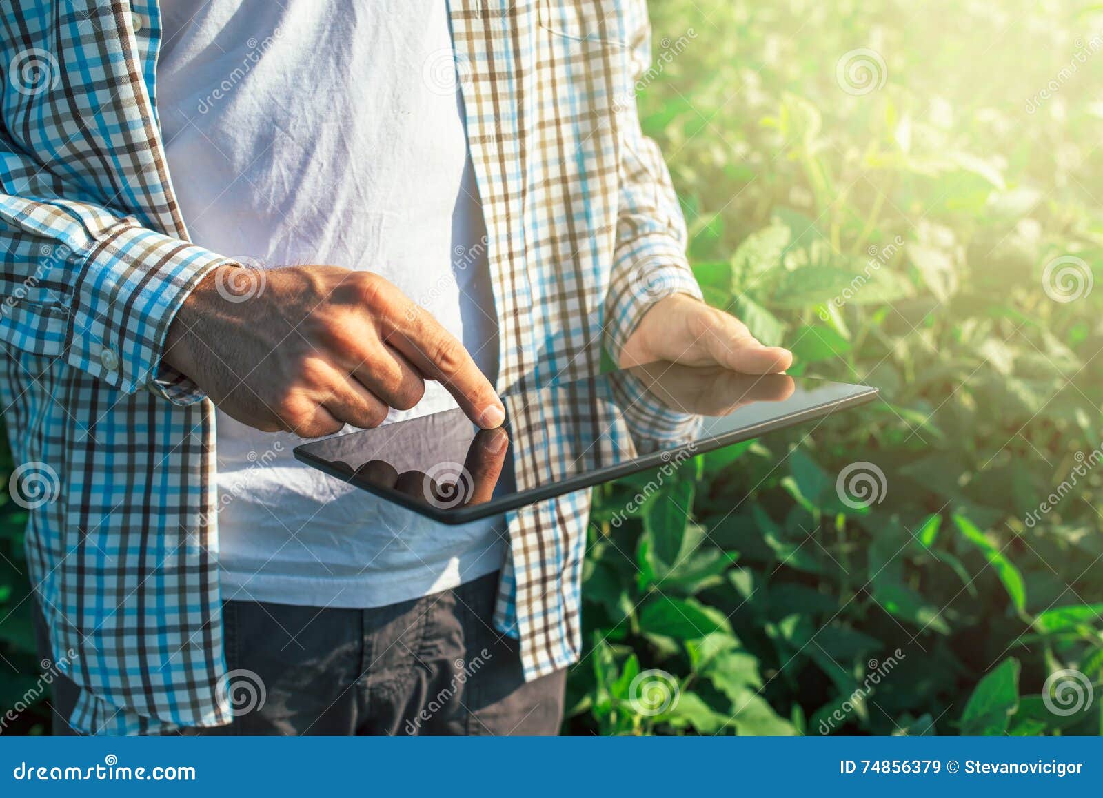 Farmer Using Digital Tablet Computer in Cultivated Soybean Crops Stock ...