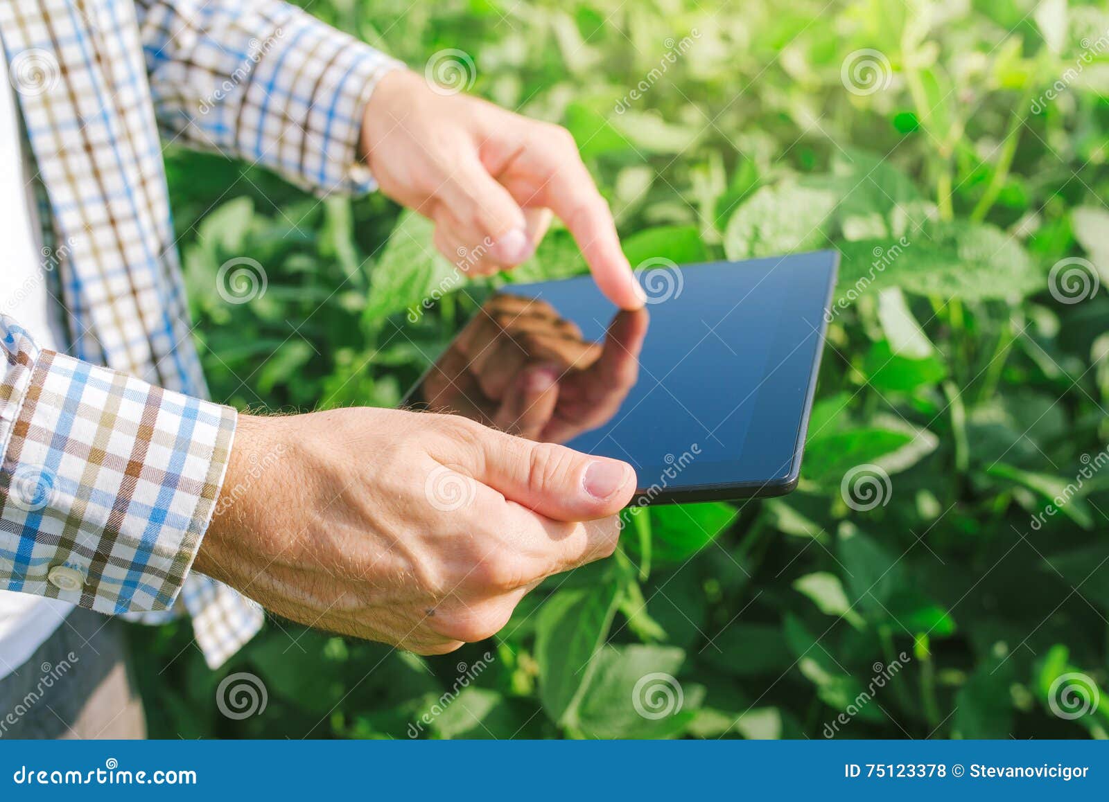 Farmer Using Digital Tablet Computer in Cultivated Soybean Crops Stock ...
