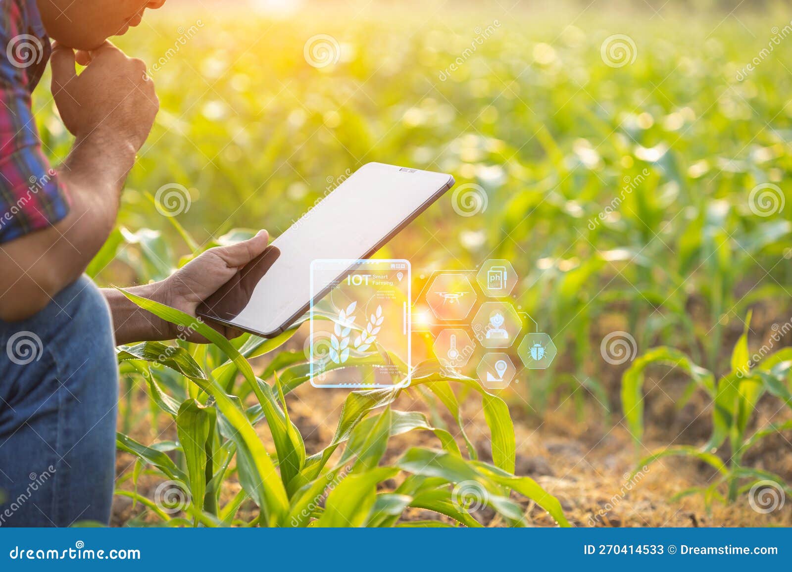 Farmer Using Digital Tablet in Corn Crop Cultivated Field with Smart ...
