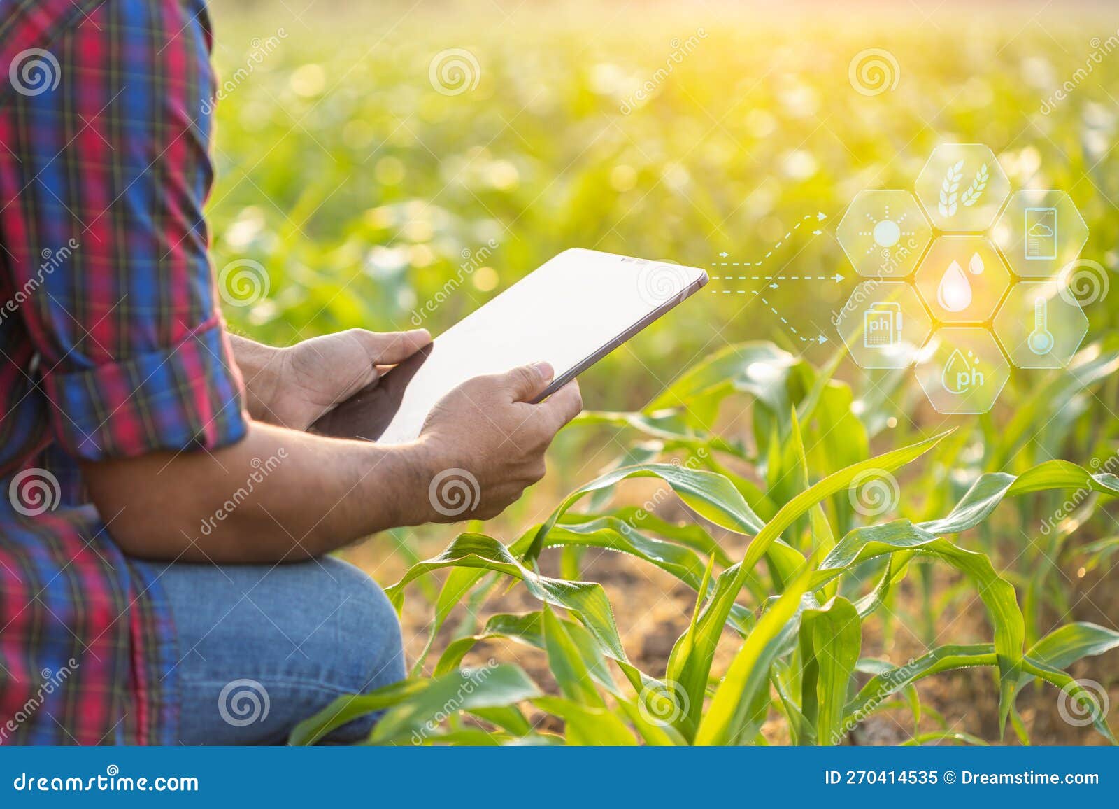 Farmer Using Digital Tablet in Corn Crop Cultivated Field with Smart ...