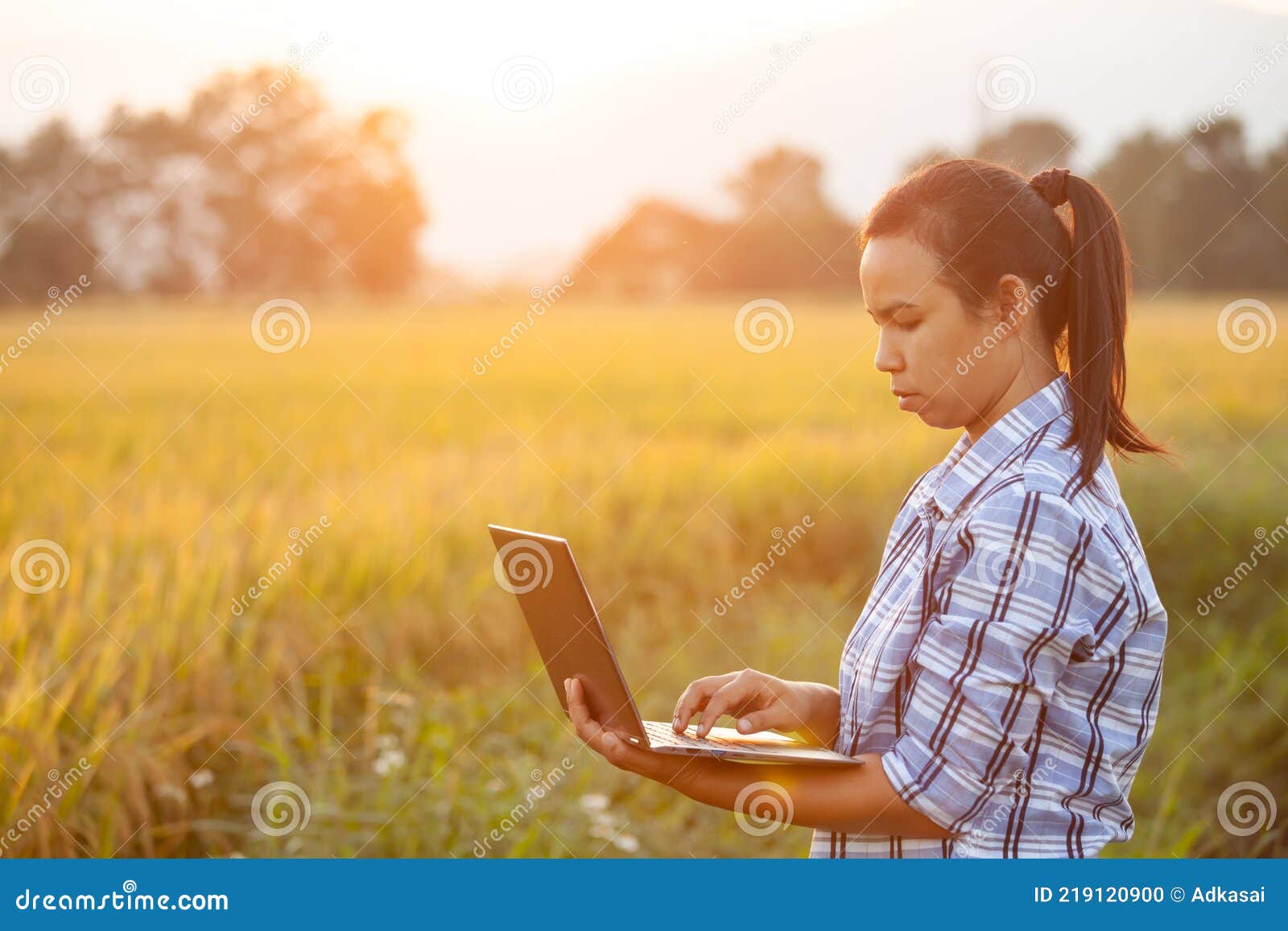 Farmer Using Laptop Computer in Cultivated Paddy Field Stock Photo ...