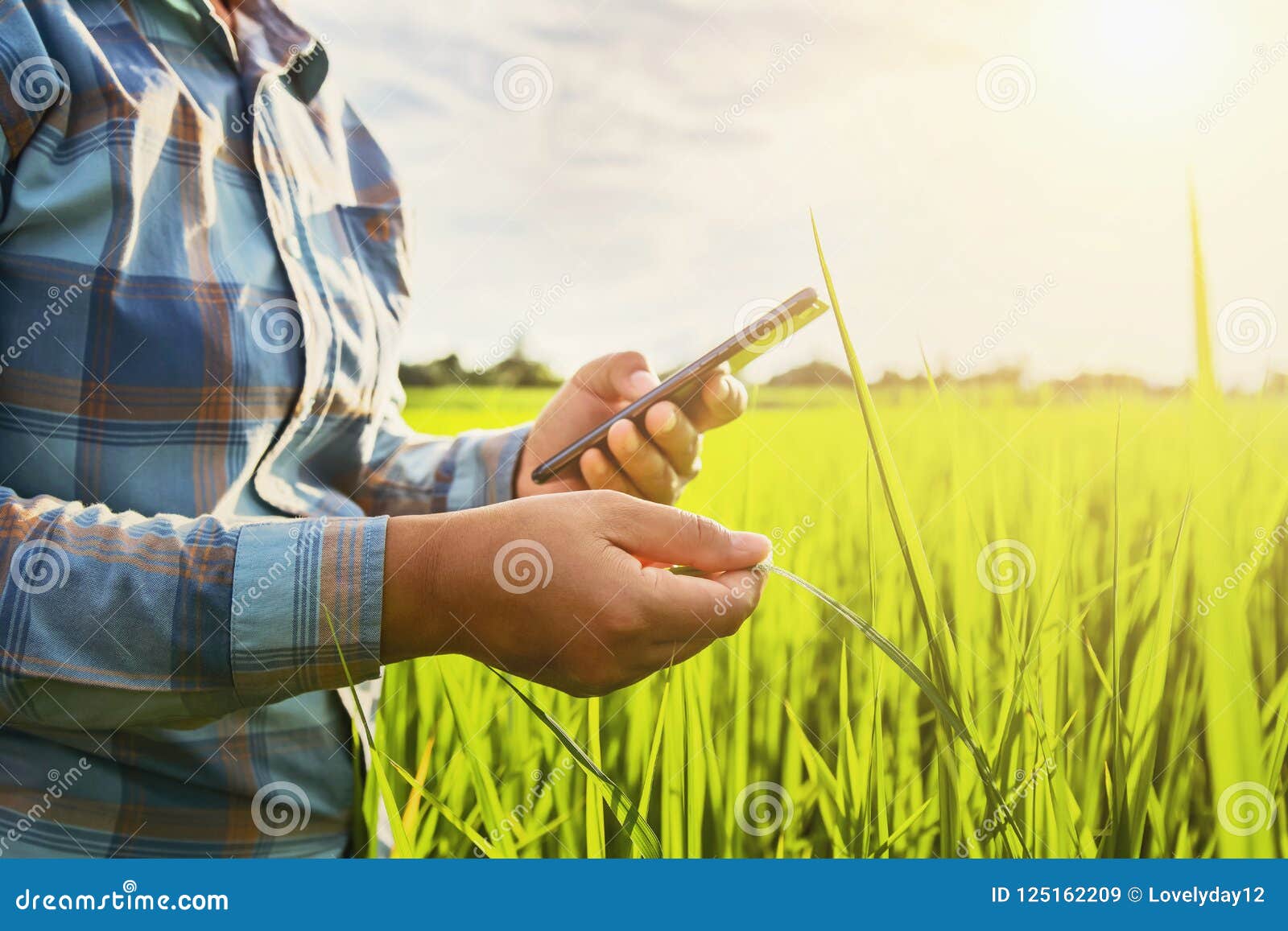 Farmer Using Mobile Checking Report of Agriculture Stock Image - Image ...
