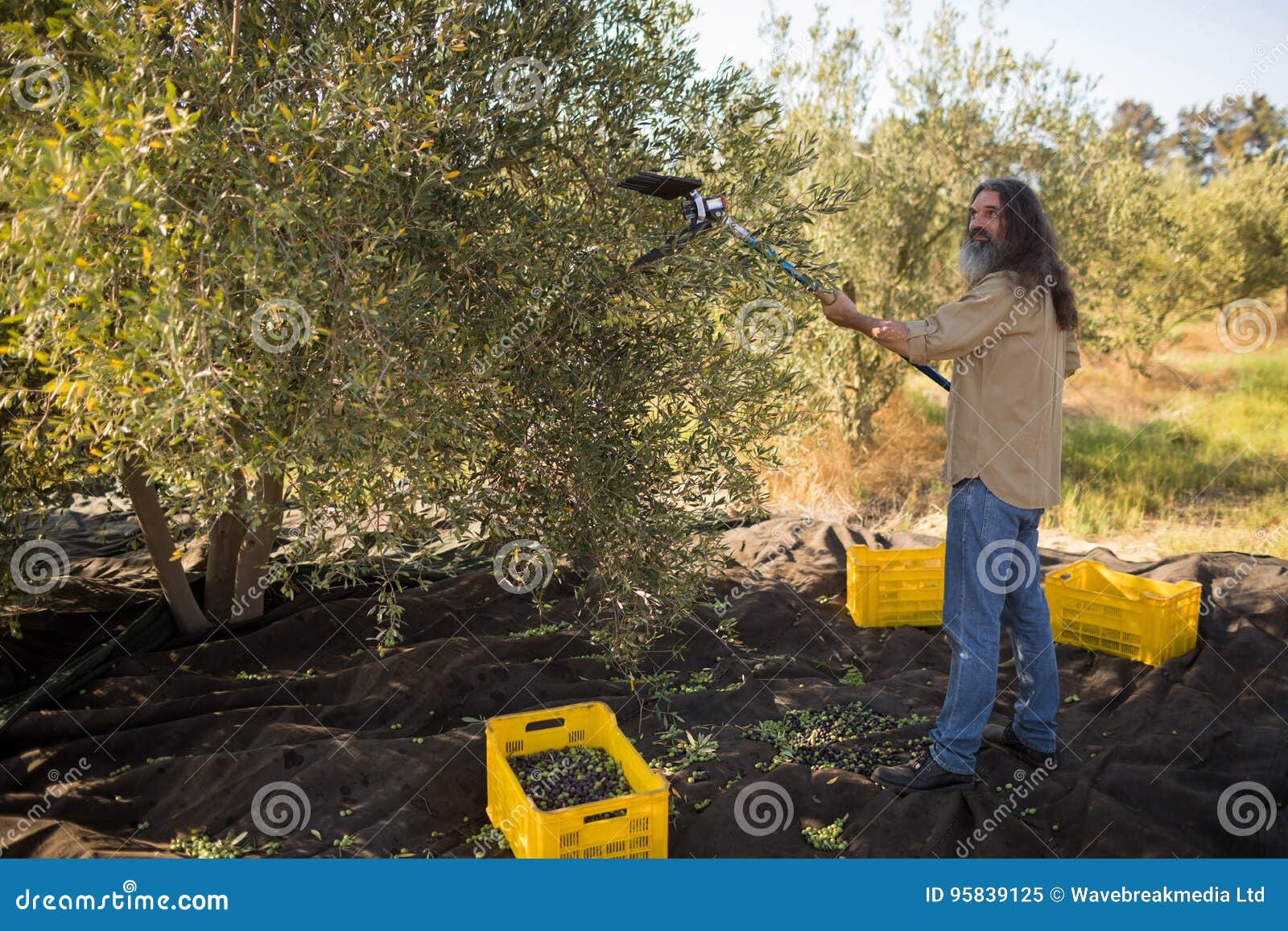 Farmer Using Olive Picking Tool while Harvesting Stock Image - Image of ...