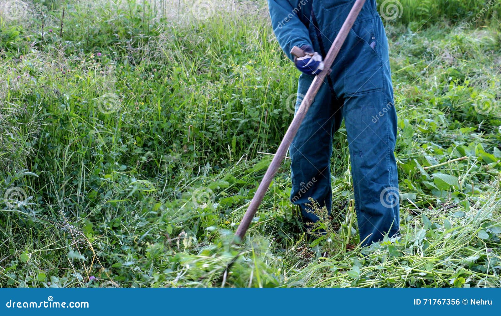 Farmer Using Scythe To Mow the Lawn Traditionally Stock Photo - Image ...