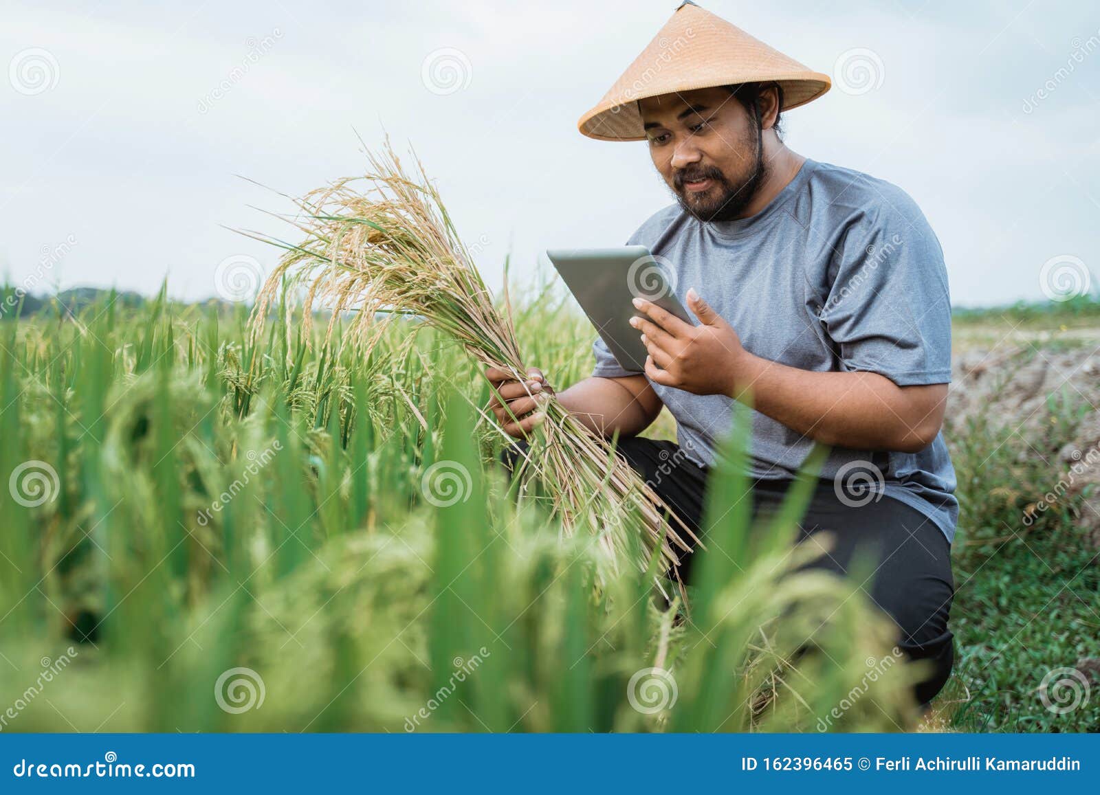 Farmer Using Smart Technology Gadget for Agriculture Stock Image ...