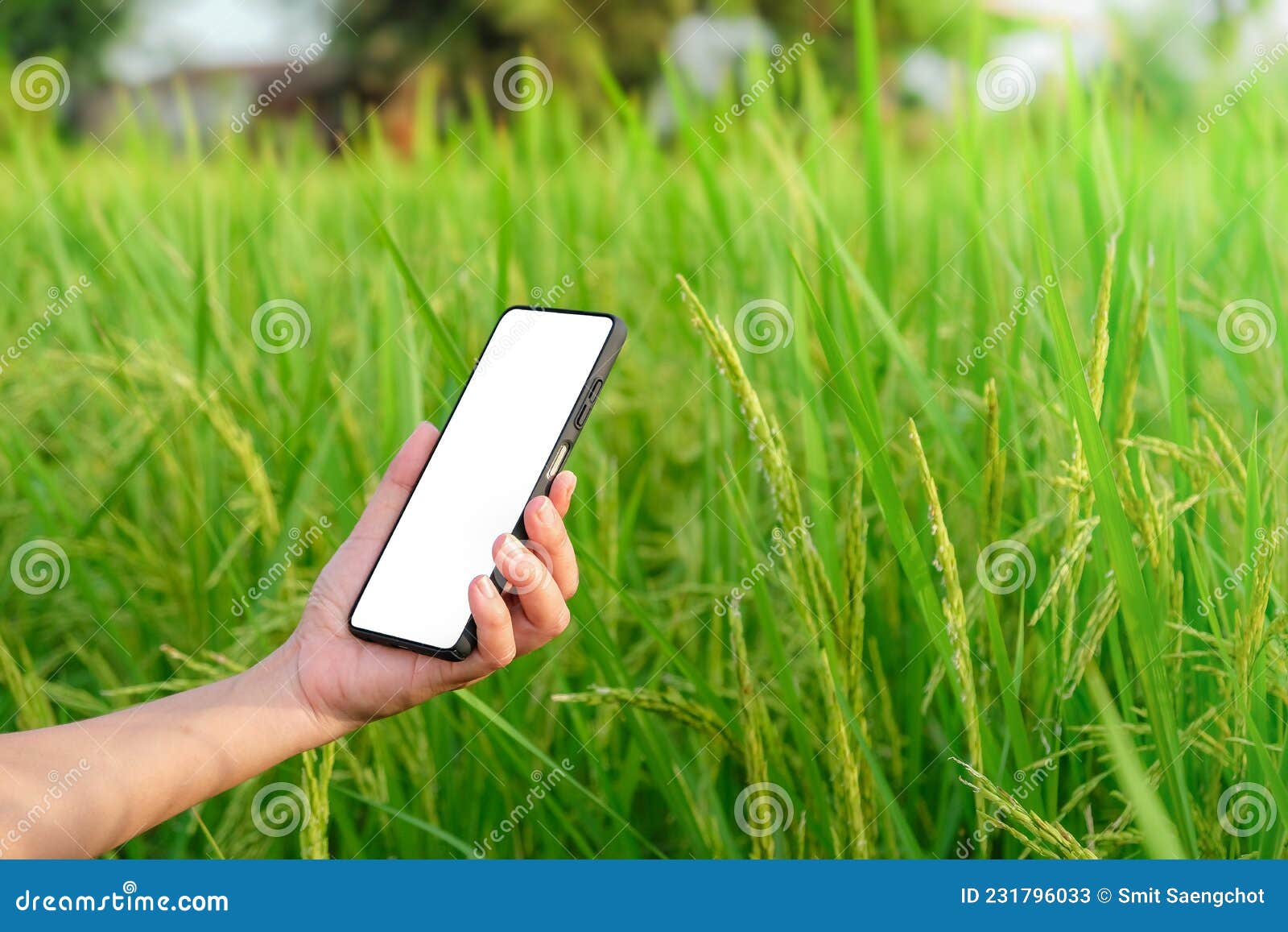 Farmer Using Smartphone at Rice Field. Farmer Using Mobile Checking ...