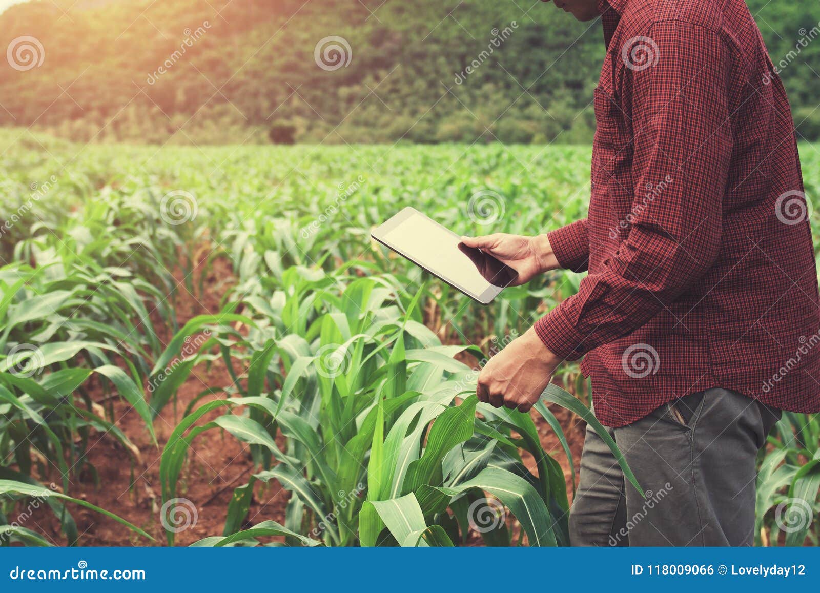 Farmer Using Tablet Computer Checking Data of Agriculture Corn F Stock ...